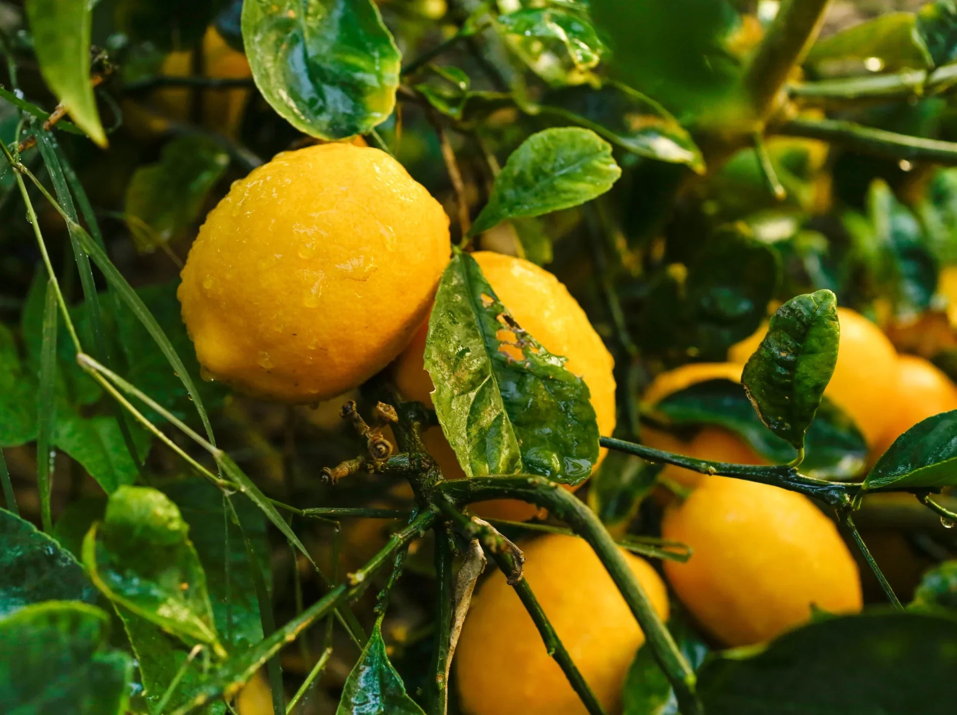 lemon tree article