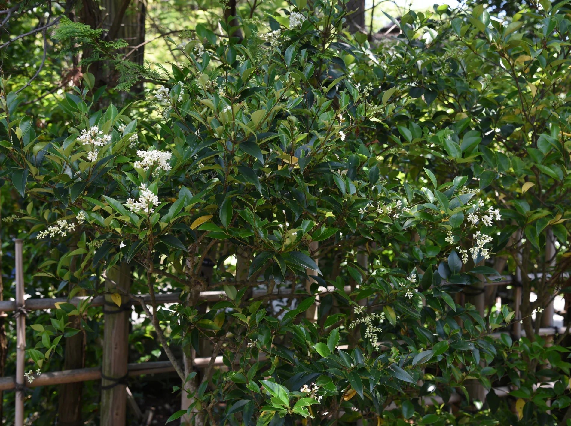 privet tree