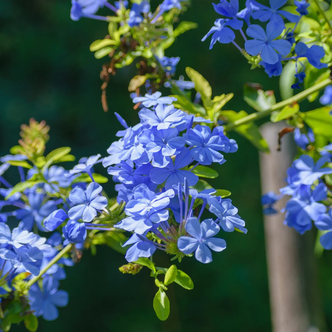 Blue Plumbago Beautiful Blue Flowering Shrub Simply Trees