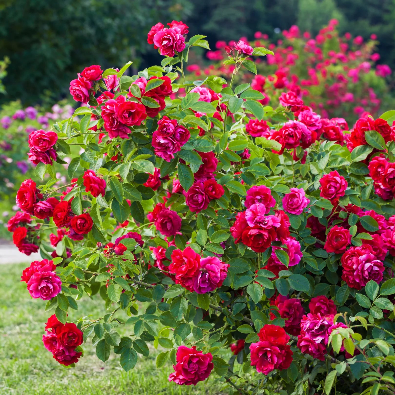Double knockout roses store