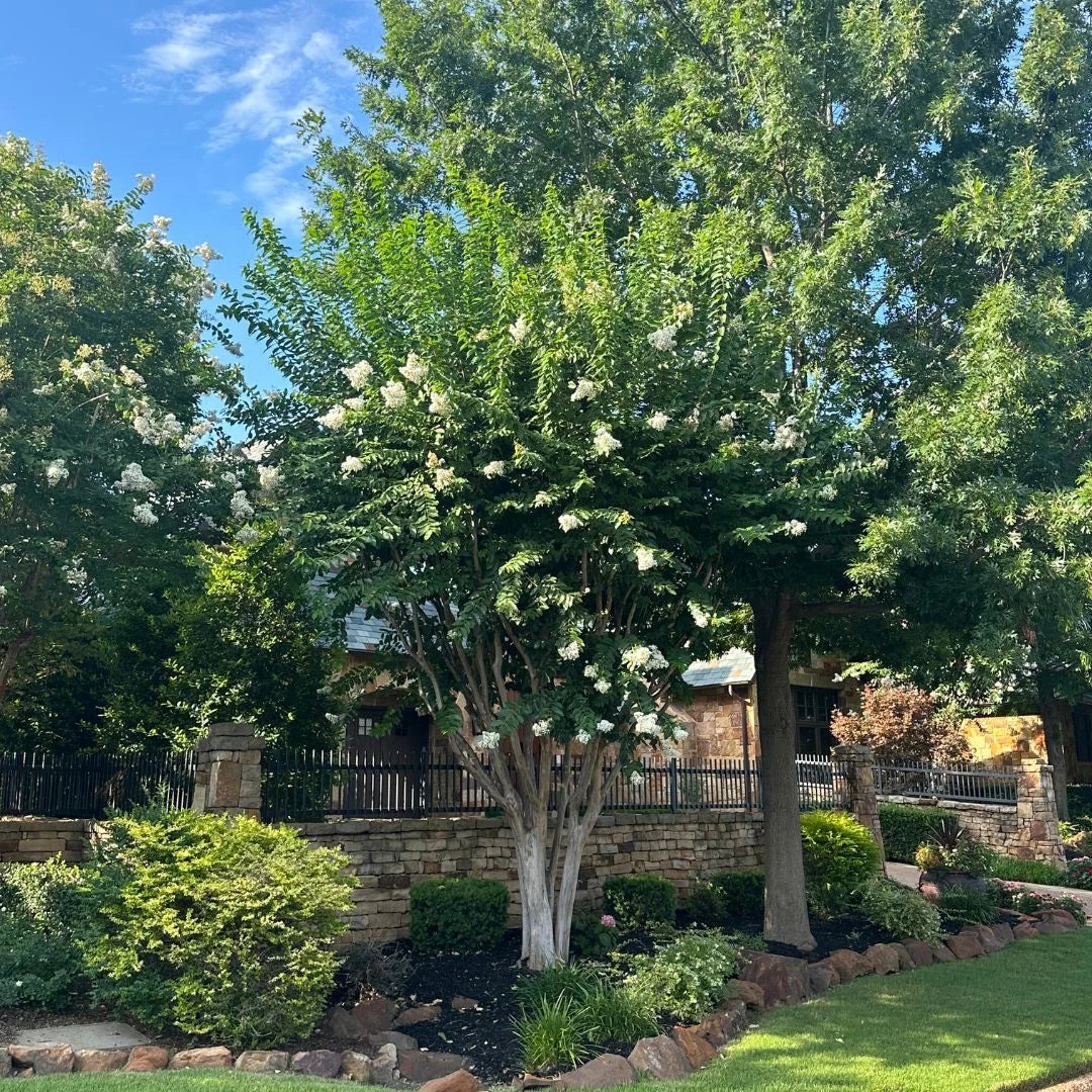 Natchez Crape Myrtle | White Flowering Tree – Simply Trees