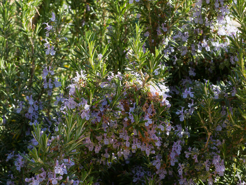Planting Rosemary at Home - Simply Trees