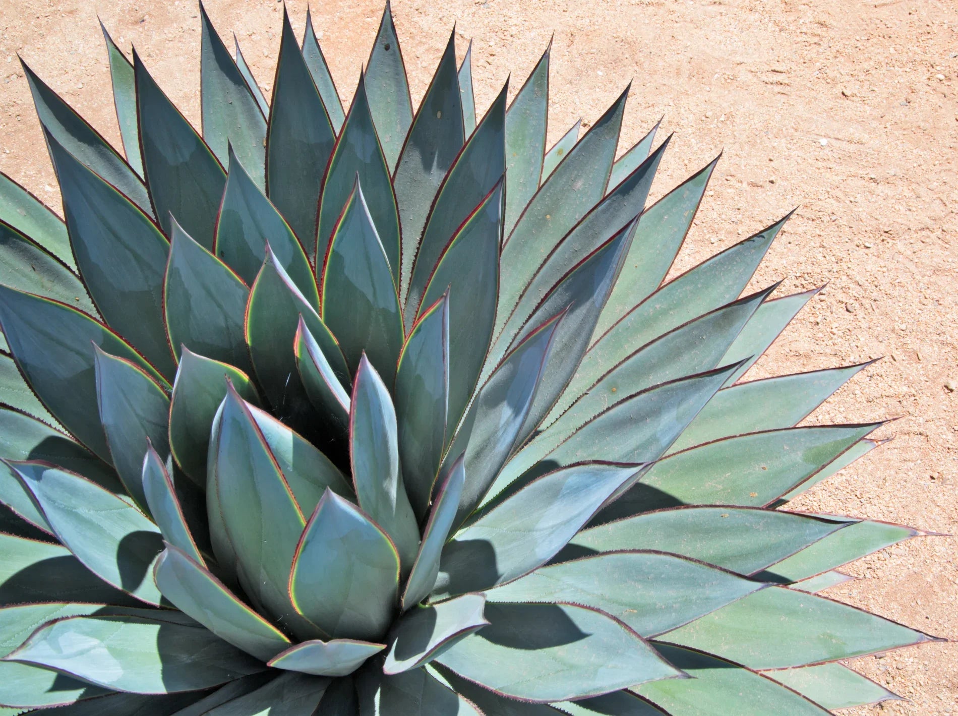 Agave Blue Glow Care Guide: How to Grow This Stunning Succulent ...