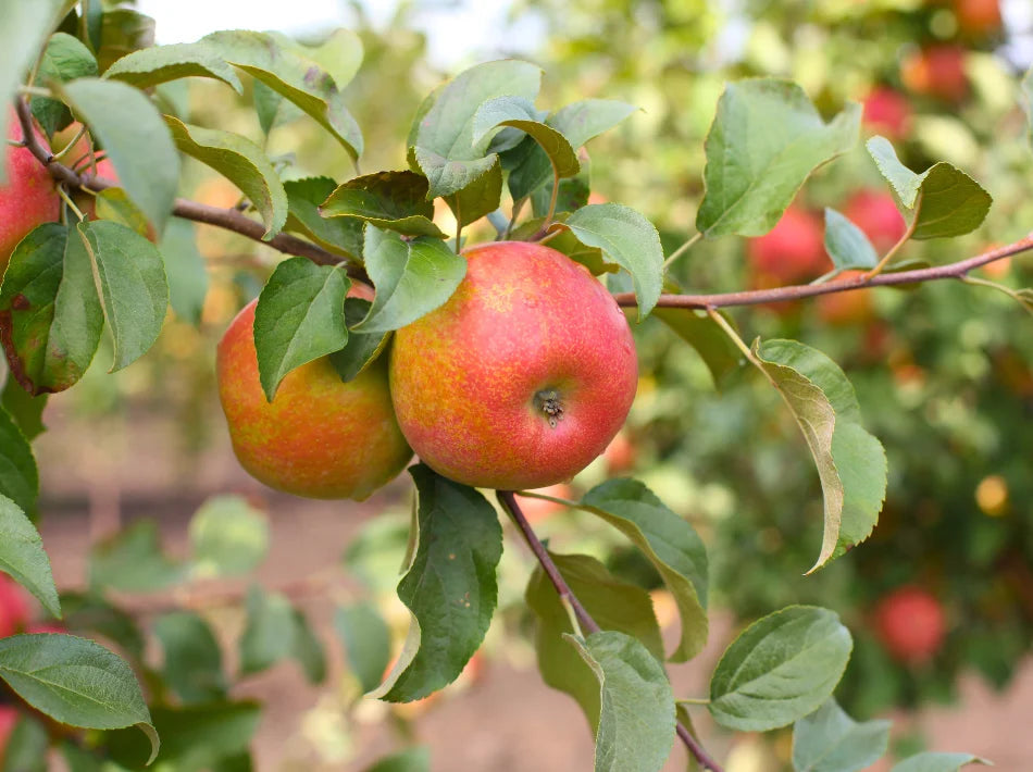 Apple Tree Care | Fuji, Honeycrisp & Granny Smith Growing Tips – Simply ...