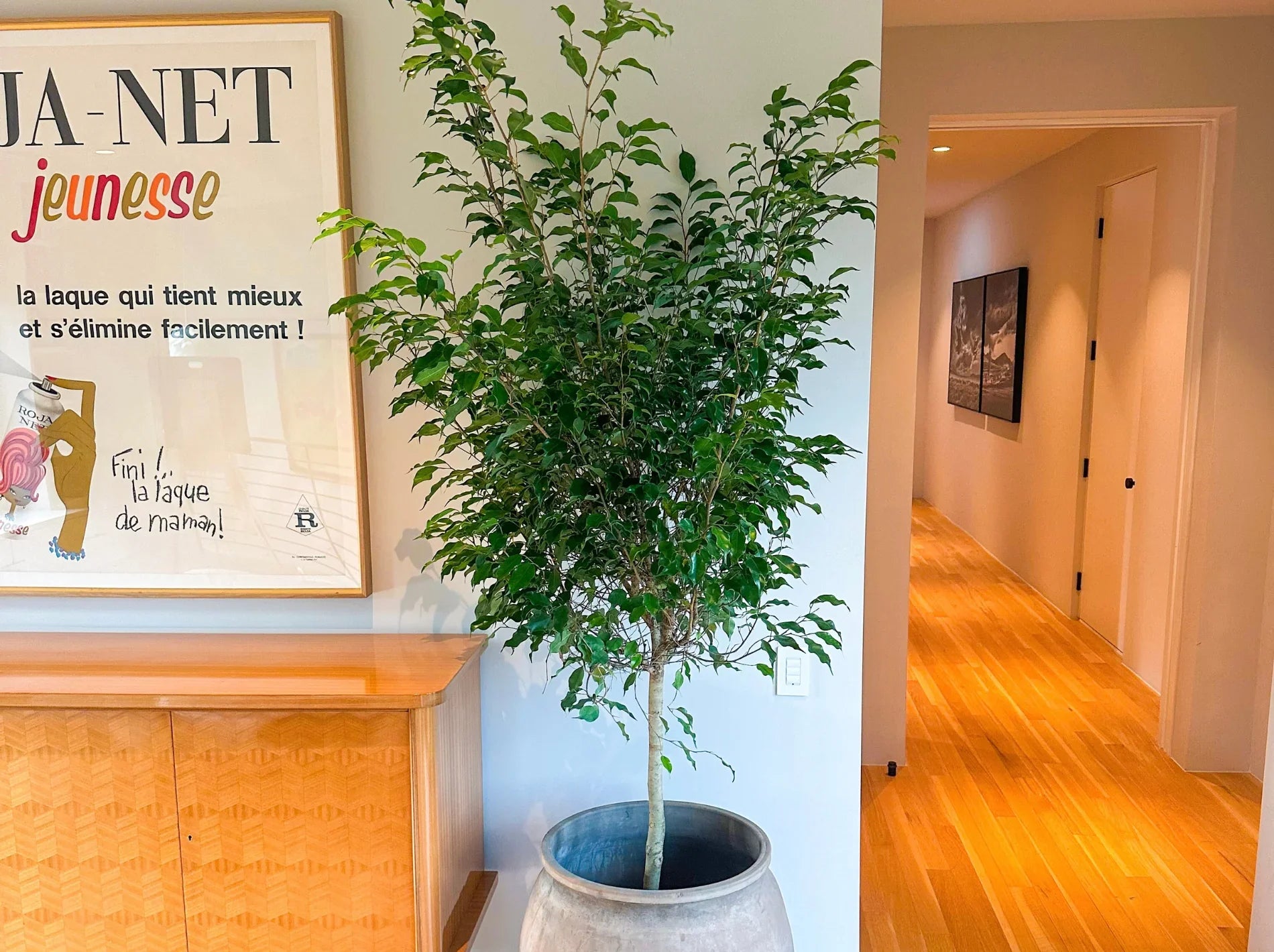Benjamina Ficus Care Guide: The Complete Guide to a Healthier, Happier ...