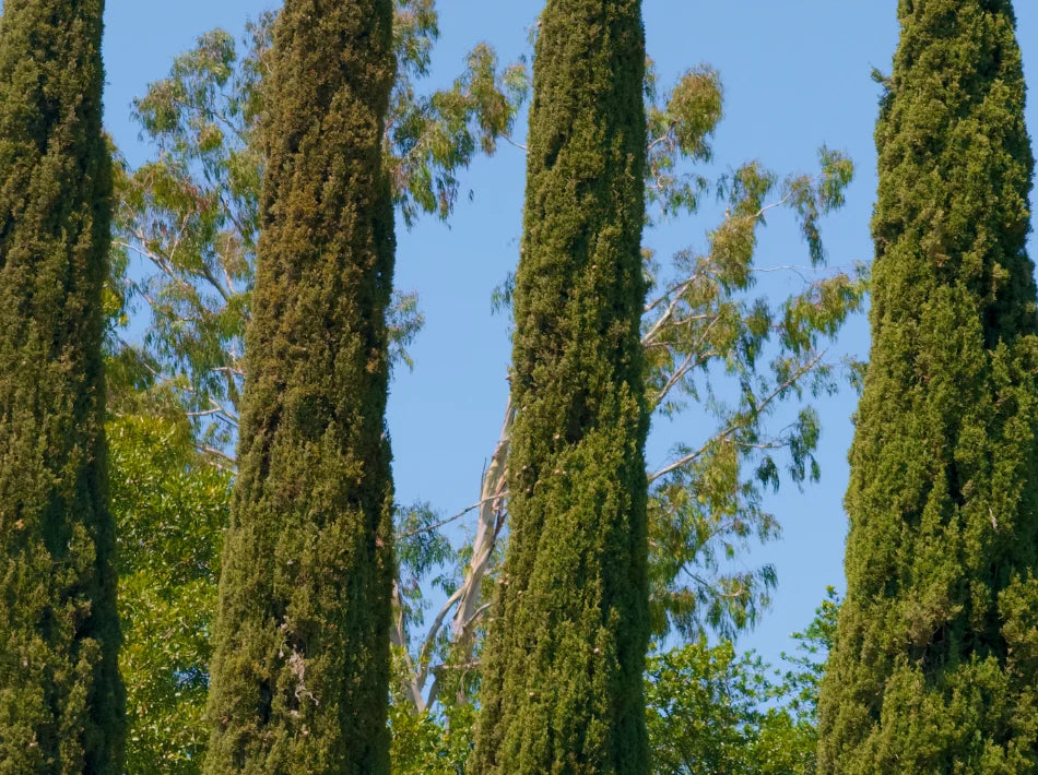 How to Care for Italian Cypress Trees – Simply Trees