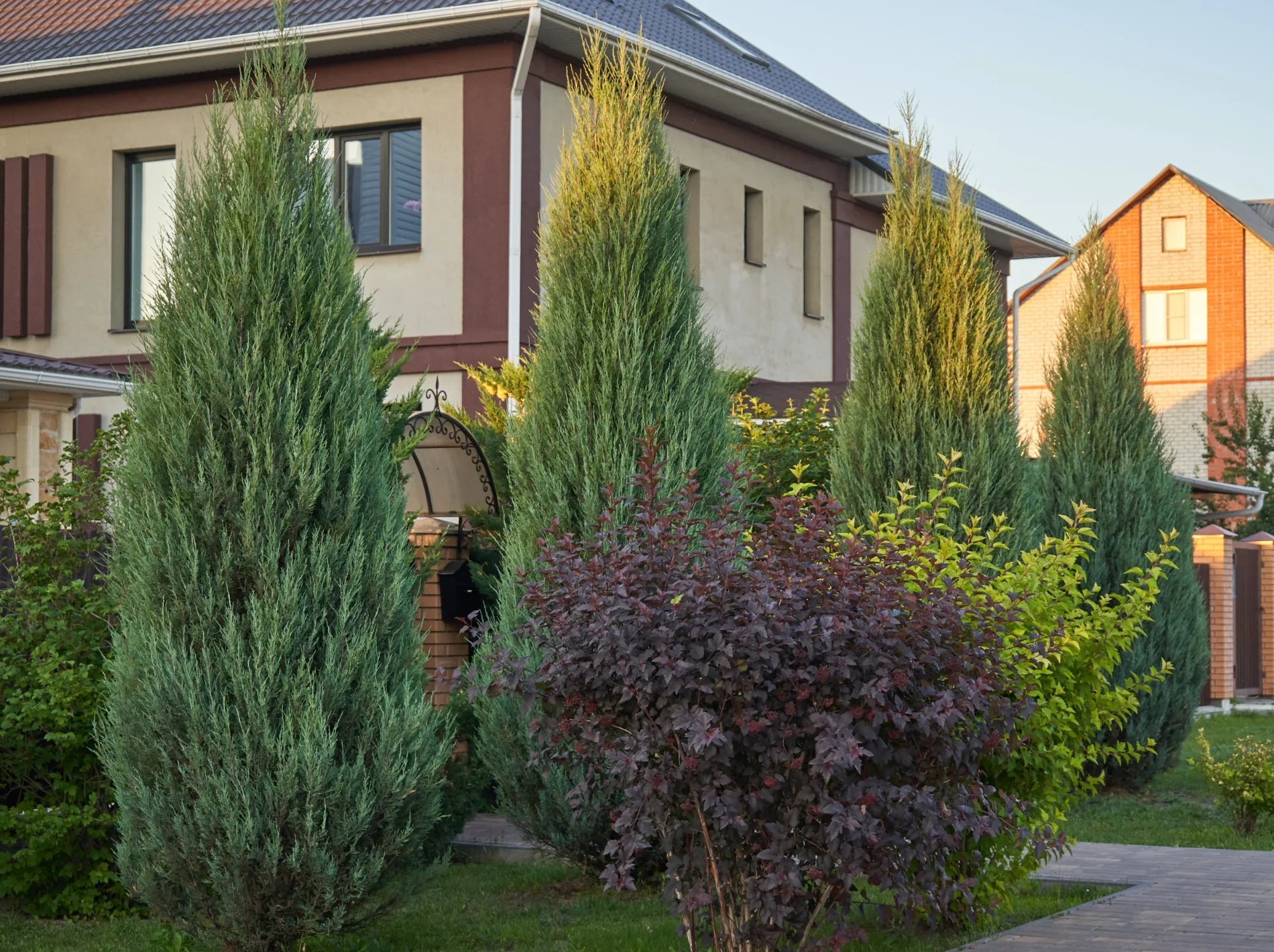 Blue Arrow Juniper Care Guide: How to Grow a Slim and Striking Evergre ...