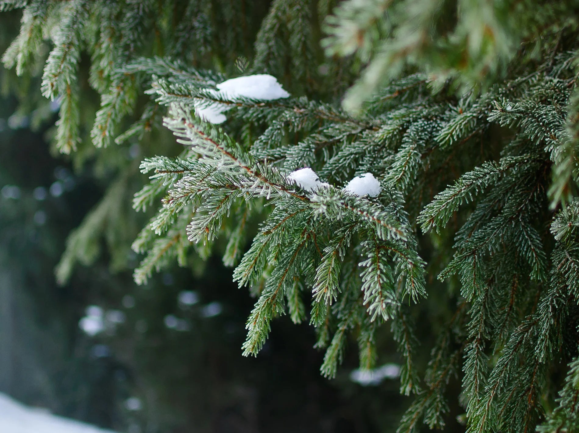 Choosing the Right Trees for Winter Planting by Grow Zone – Simply Trees