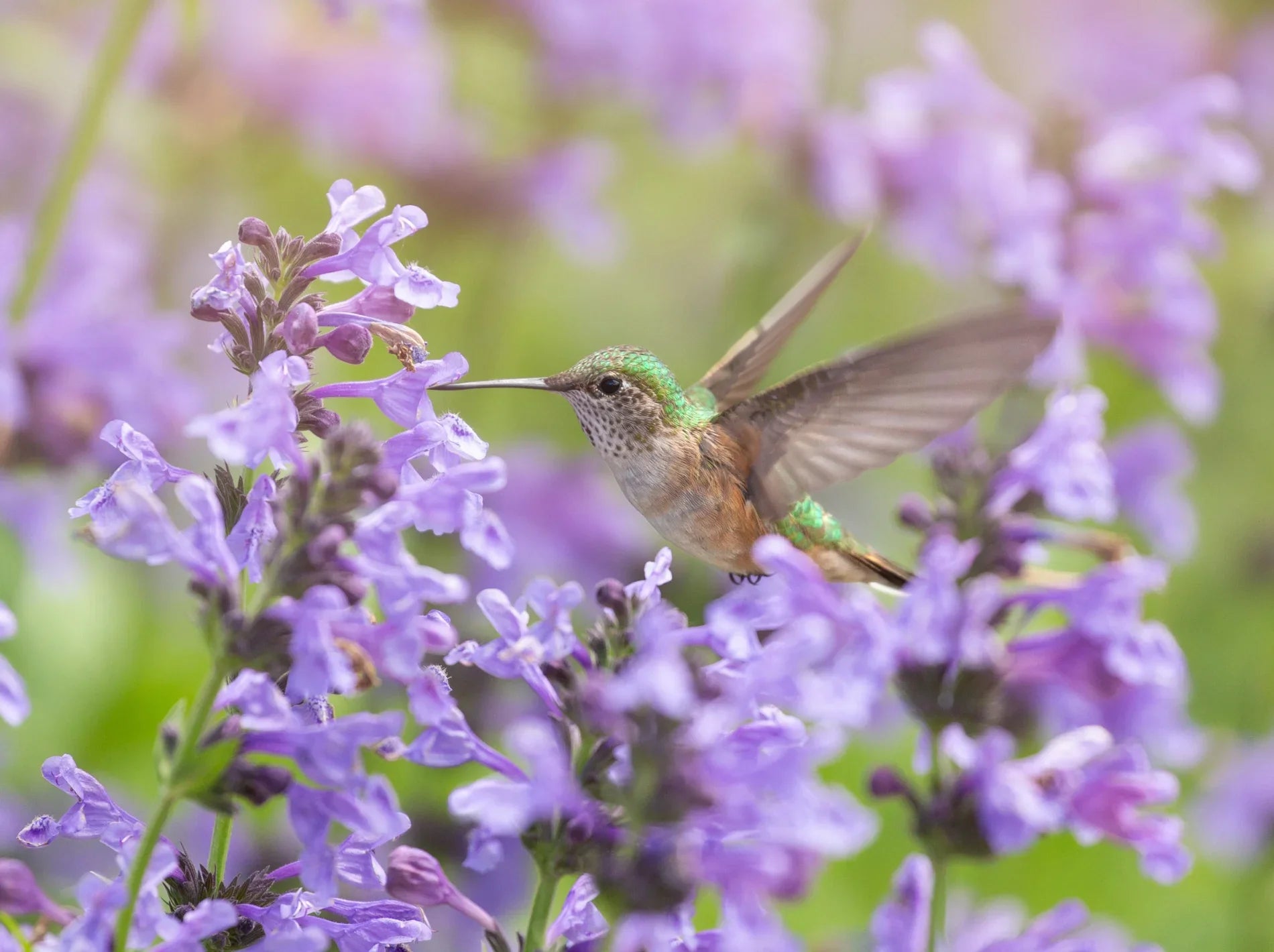 How to Attract Birds and Butterflies: Tips for a Wildlife-Friendly Gar ...