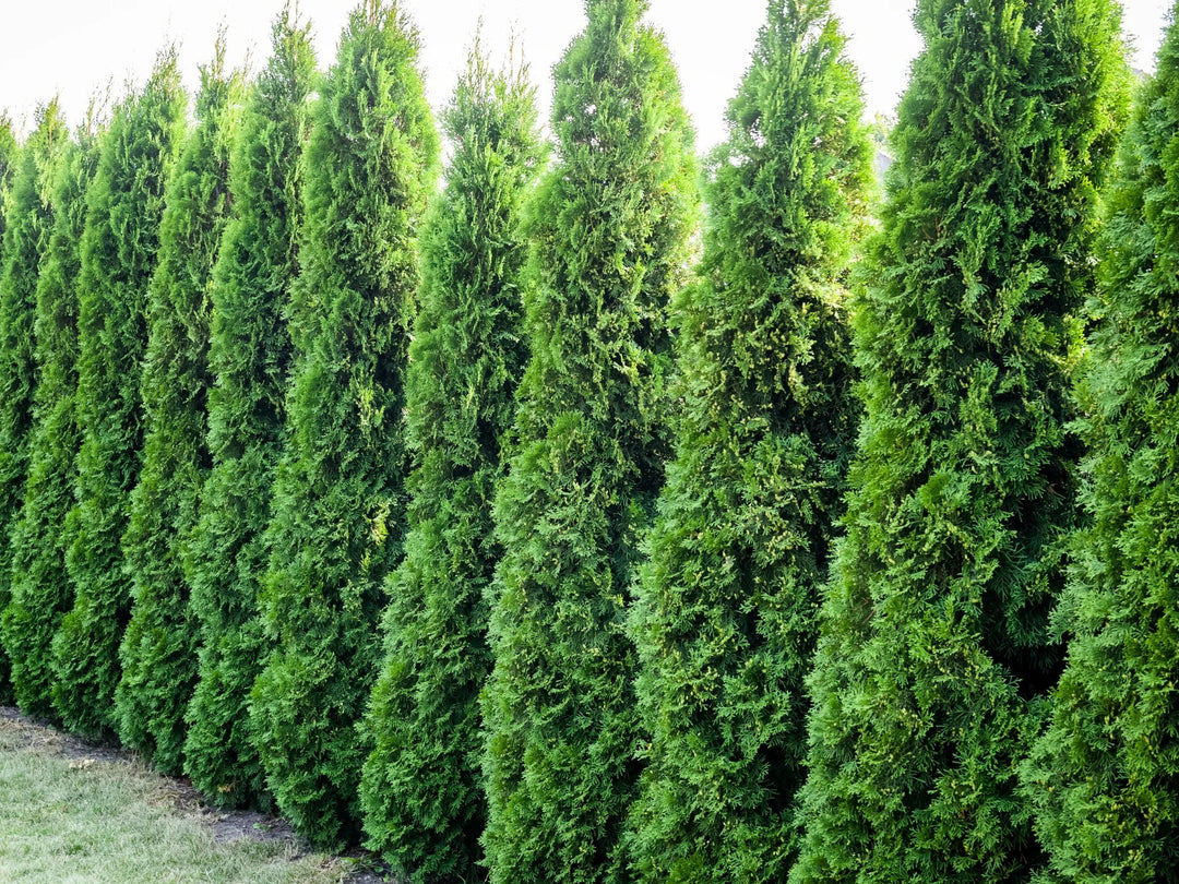 Emerald Green Arborvitae Care Guide: The Perfect Evergreen for Privacy ...