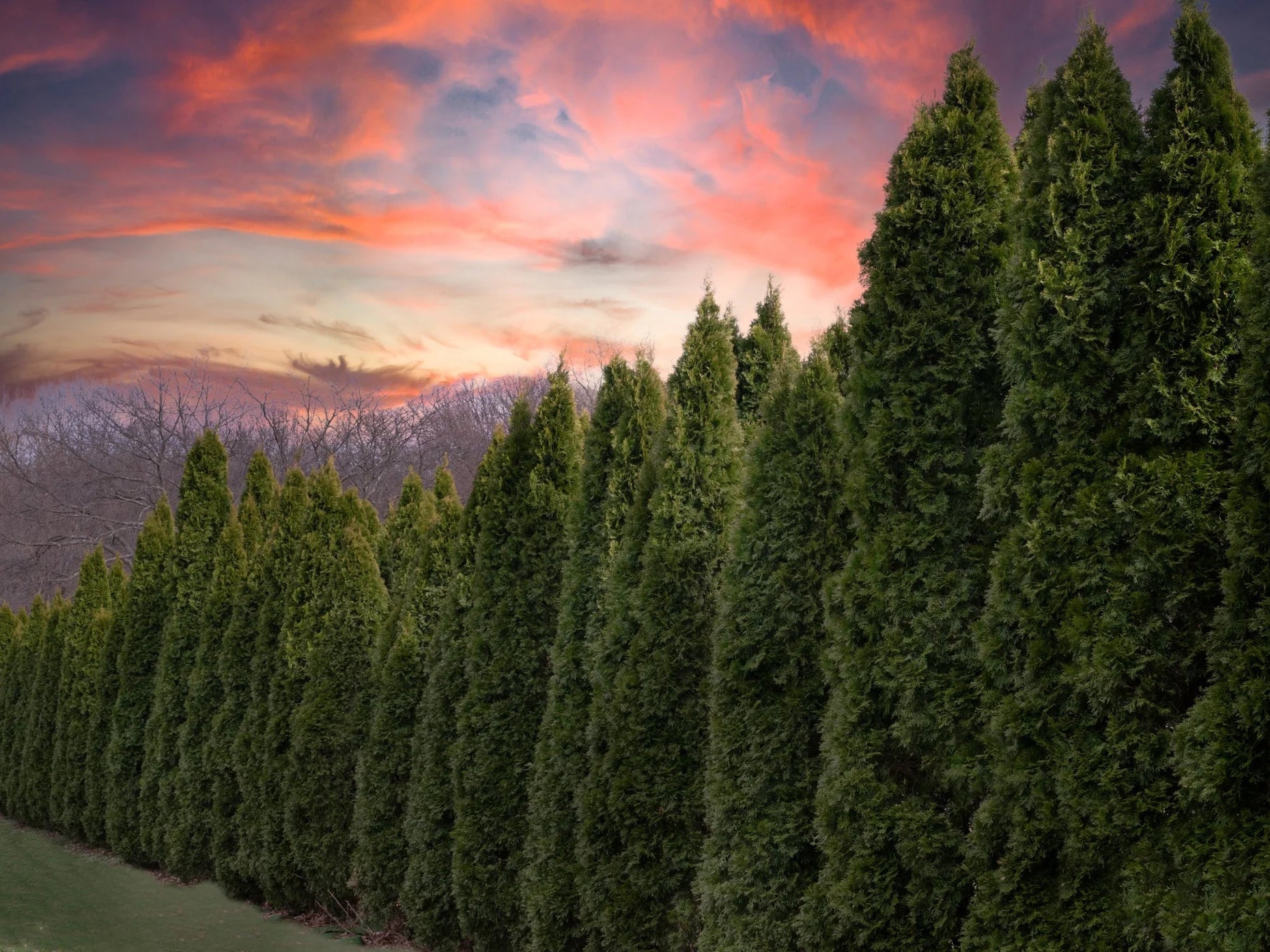 Emerald Green Arborvitae: Expert Care Tips and FAQs for Lush Growth ...