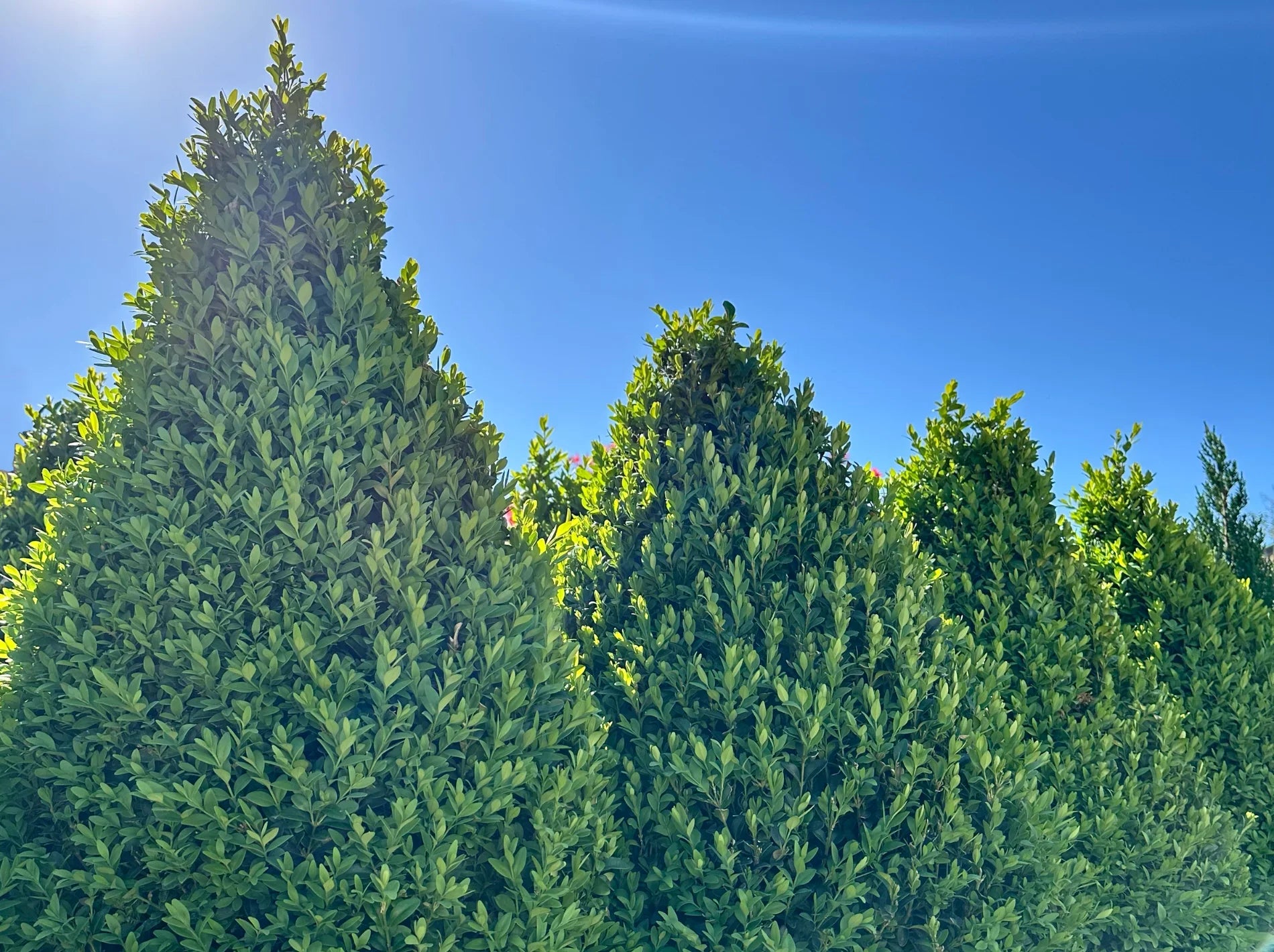 Green Mountain Boxwood Care Guide: How to Grow This Elegant, Upright E ...