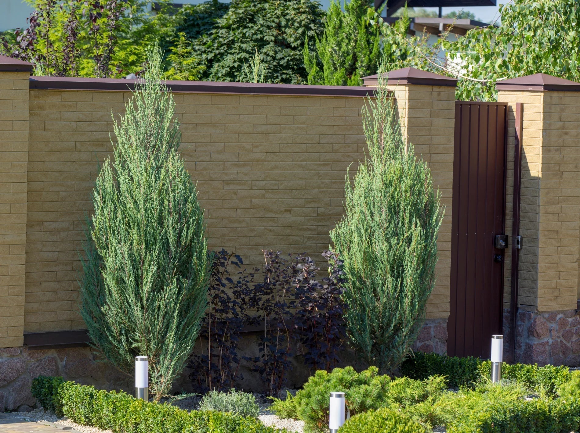 Guide to Planting Blue Arrow Juniper – Simply Trees