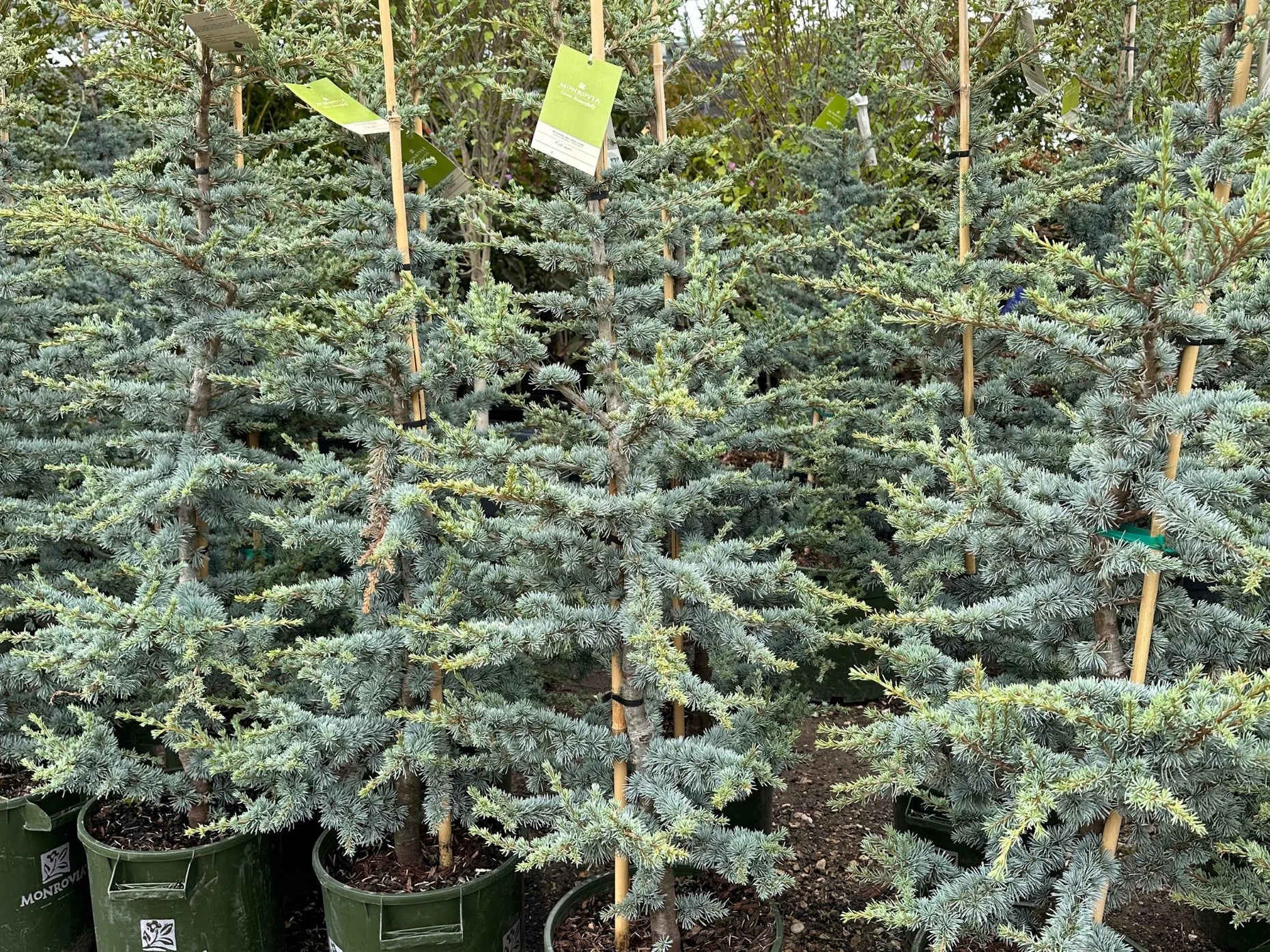 Horstmann Blue Atlas Cedar Care Guide: Growing a Striking Compact Ever ...