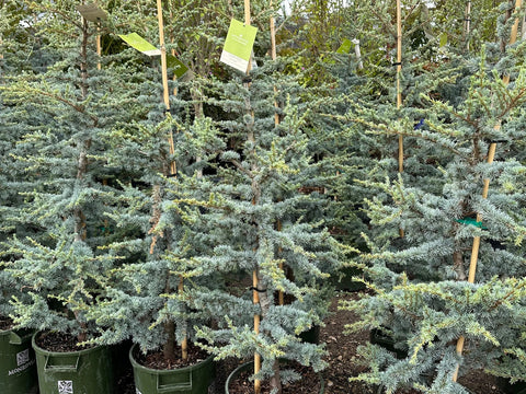 Blue Arrow Juniper Care Guide: How to Grow a Slim and Striking Evergre ...