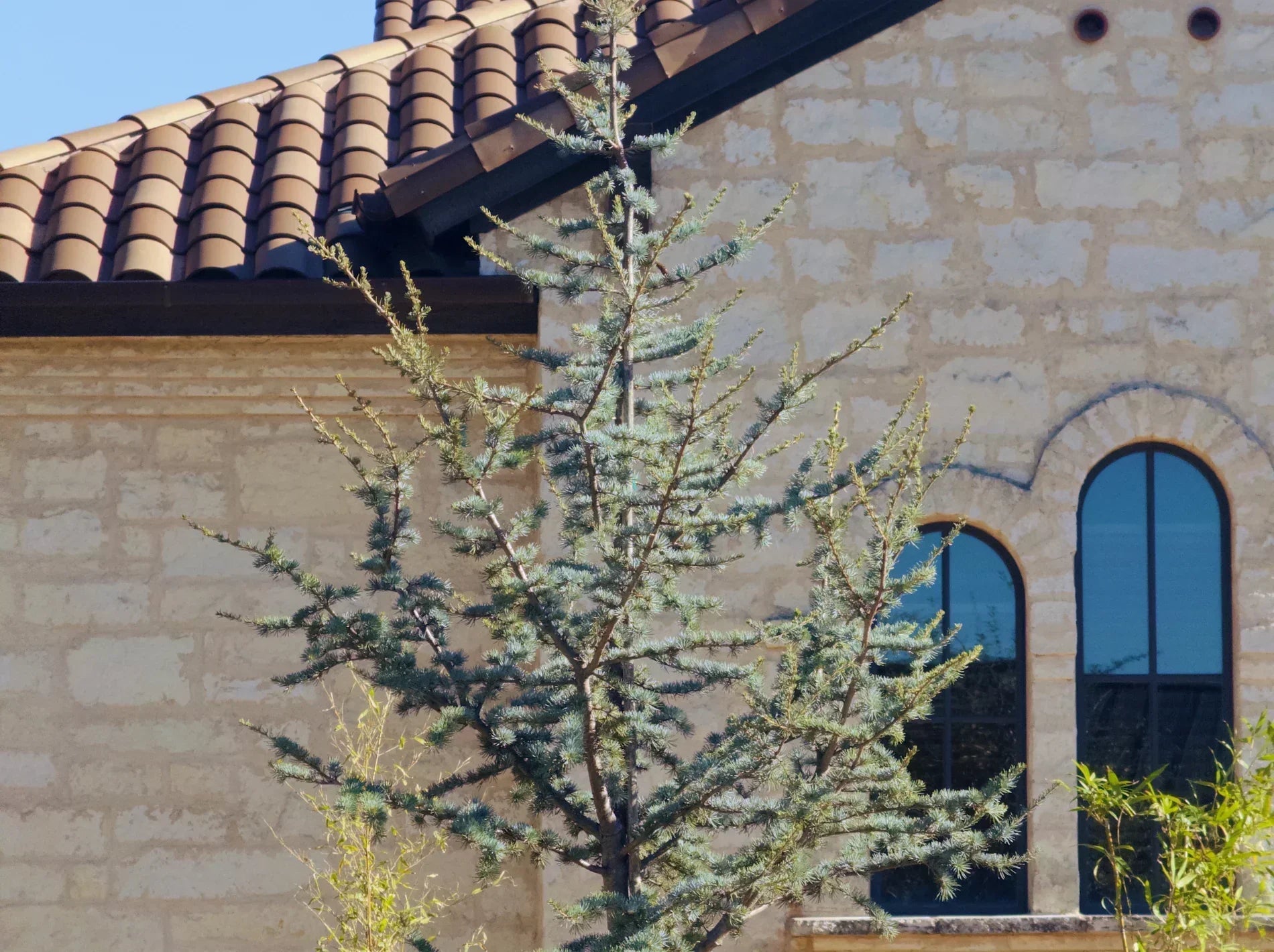 Horstmann Blue Atlas Cedar: Stunning Dwarf Conifer Care Guide and FAQs ...