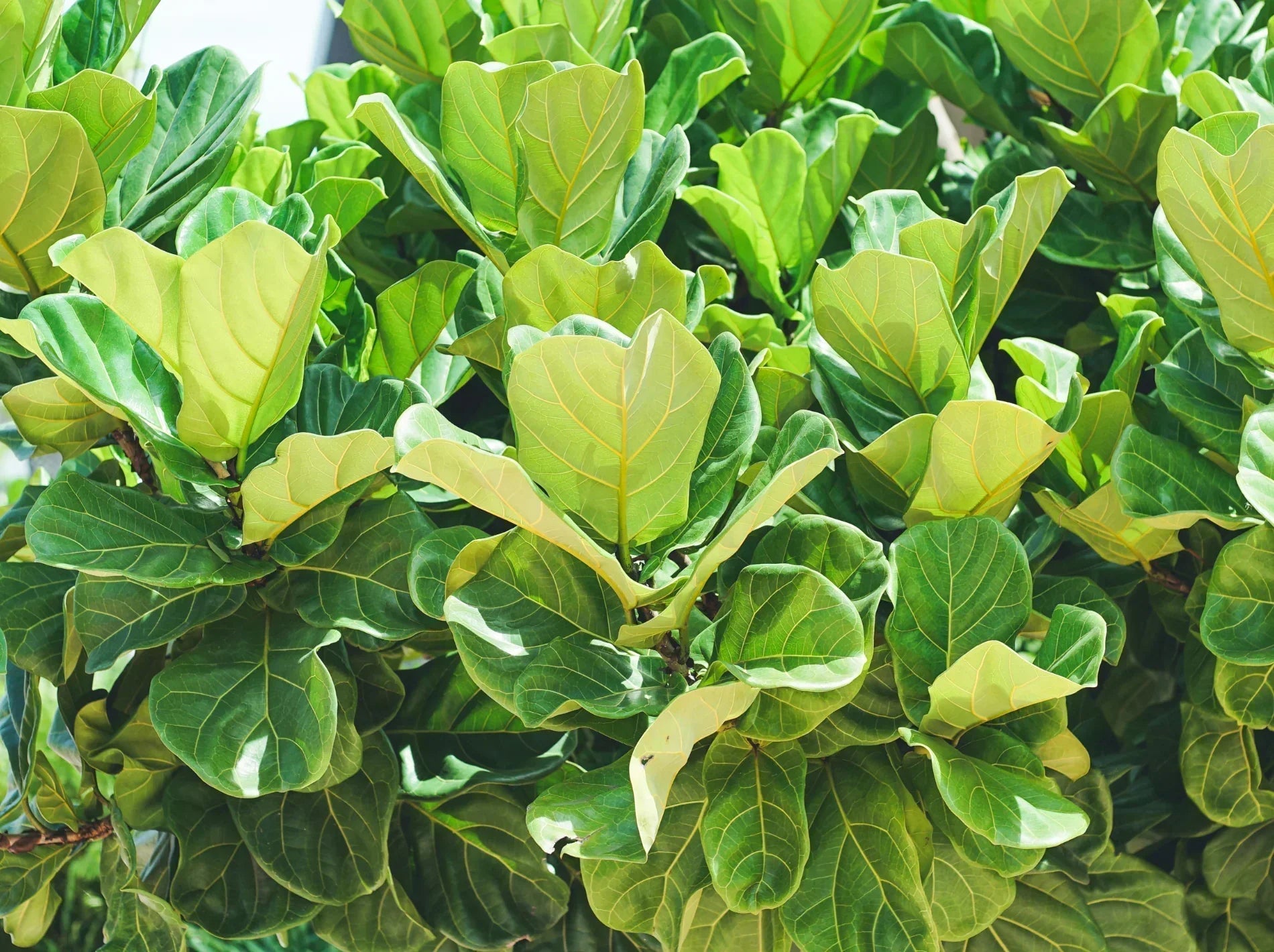 How to Care for the Fiddle Leaf Fig: Keeping Your Leafy Friend Happy a ...