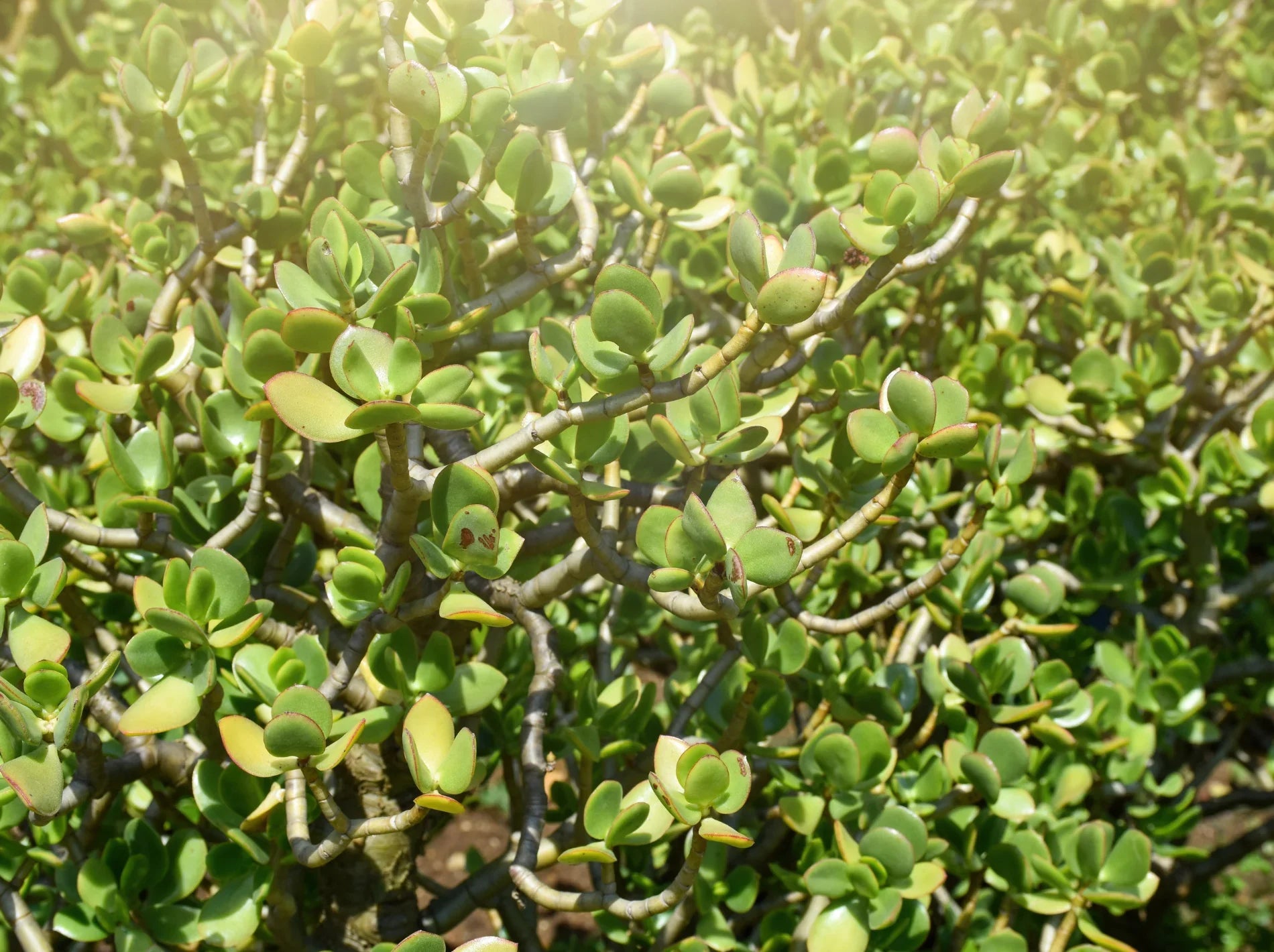 Jade Tree Care Guide: How to Grow This Classic Succulent Houseplant ...