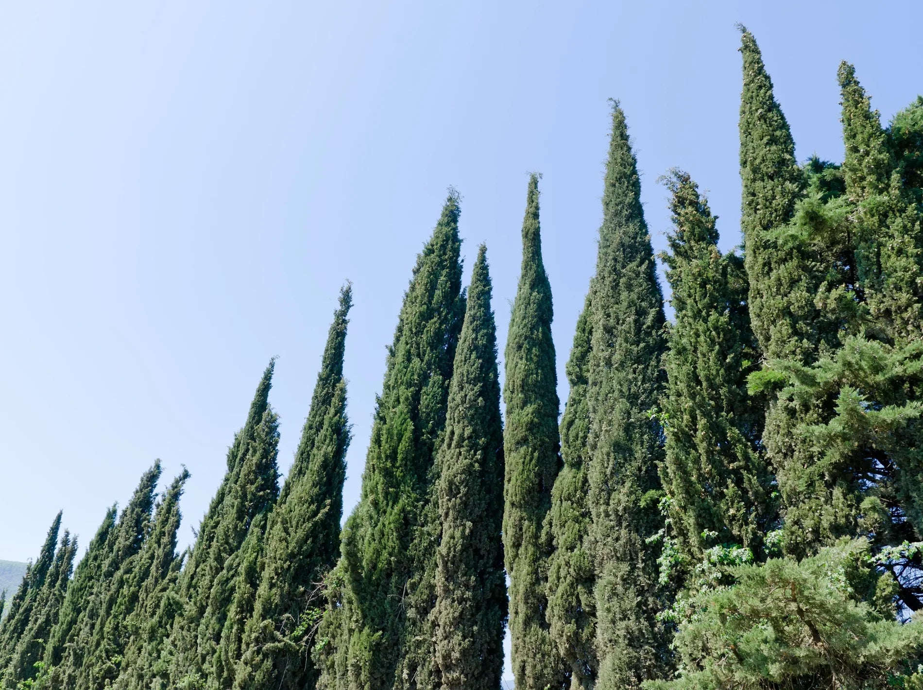 Italian Cypress Care Guide: Elevate Your Landscape with This Elegant E ...