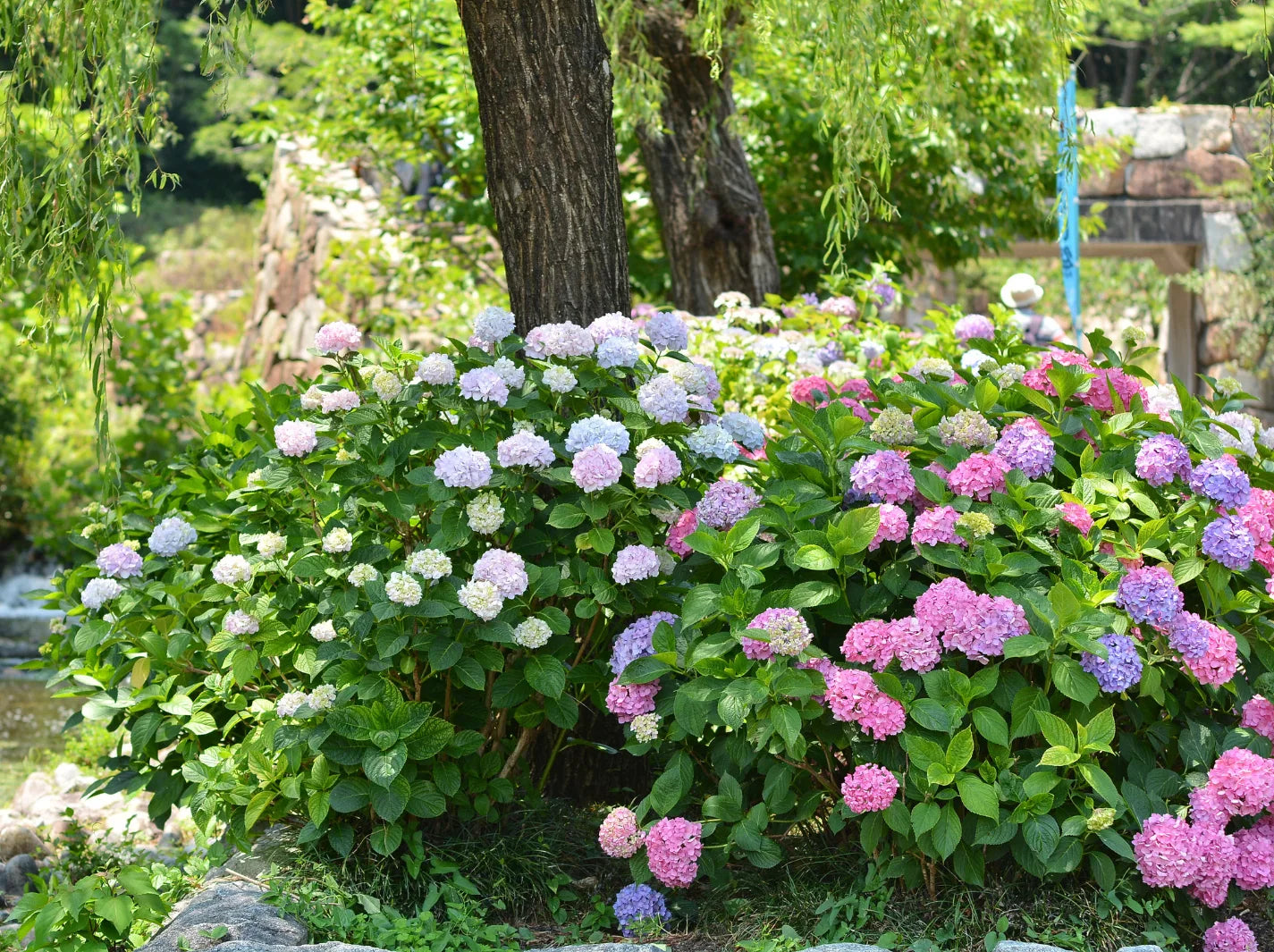 How Do I Prune My Hydrangea for Summer? – Simply Trees