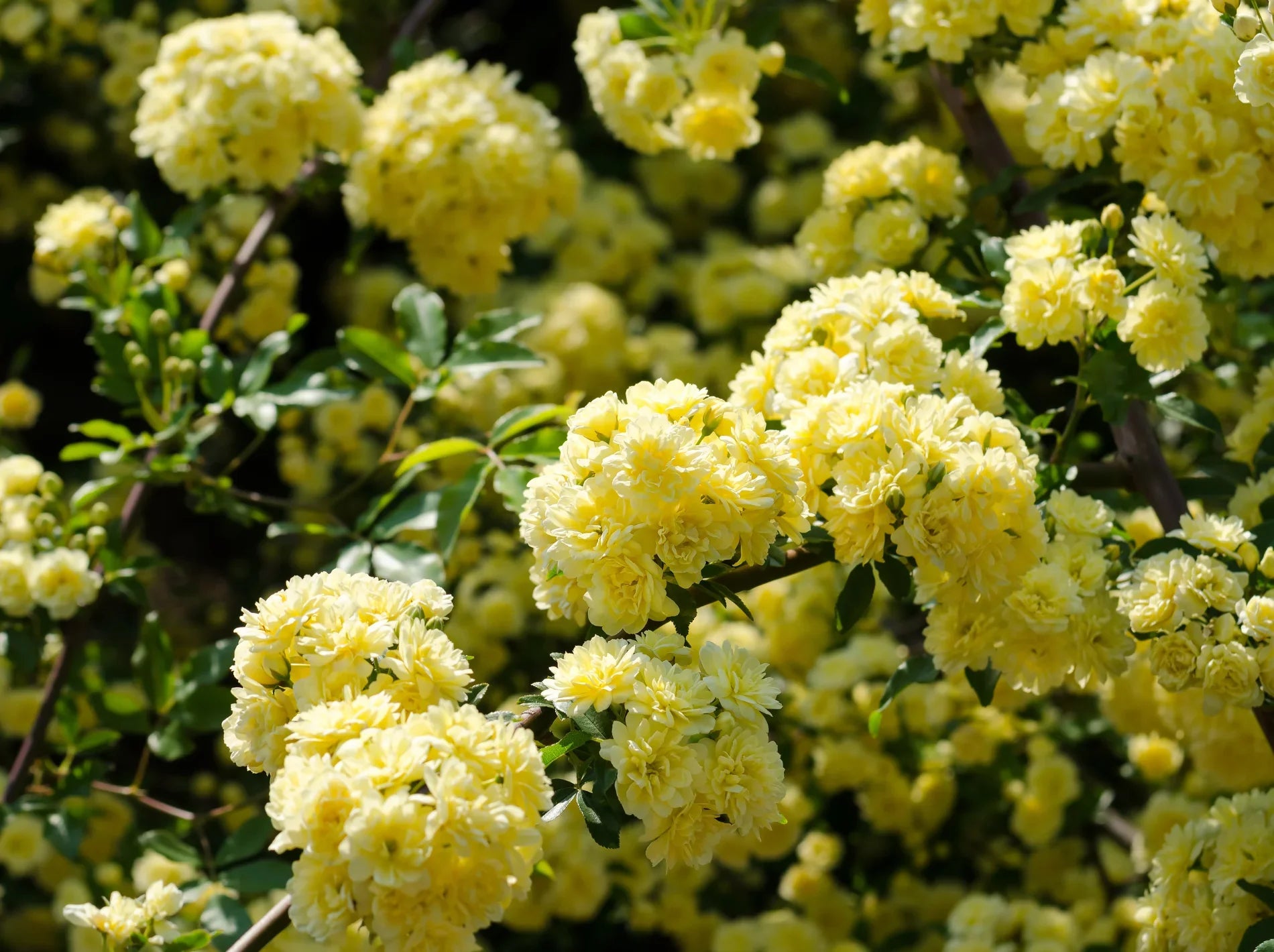 Lady Banks Climbing Rose Care Guide: How to Grow This Thornless, Bloom ...