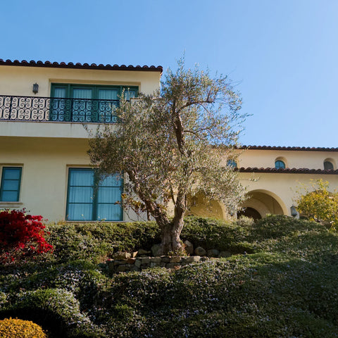 Olive Tree Care Guide – Simply Trees