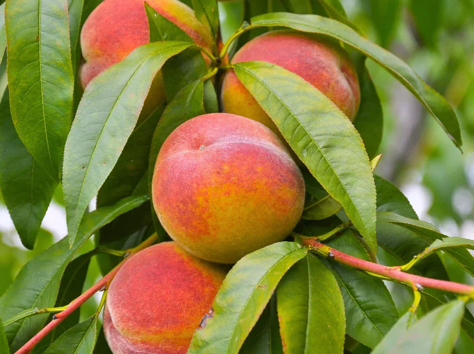 Peach Tree Care | Grow Elberta & Loring Peaches at Home – Simply Trees