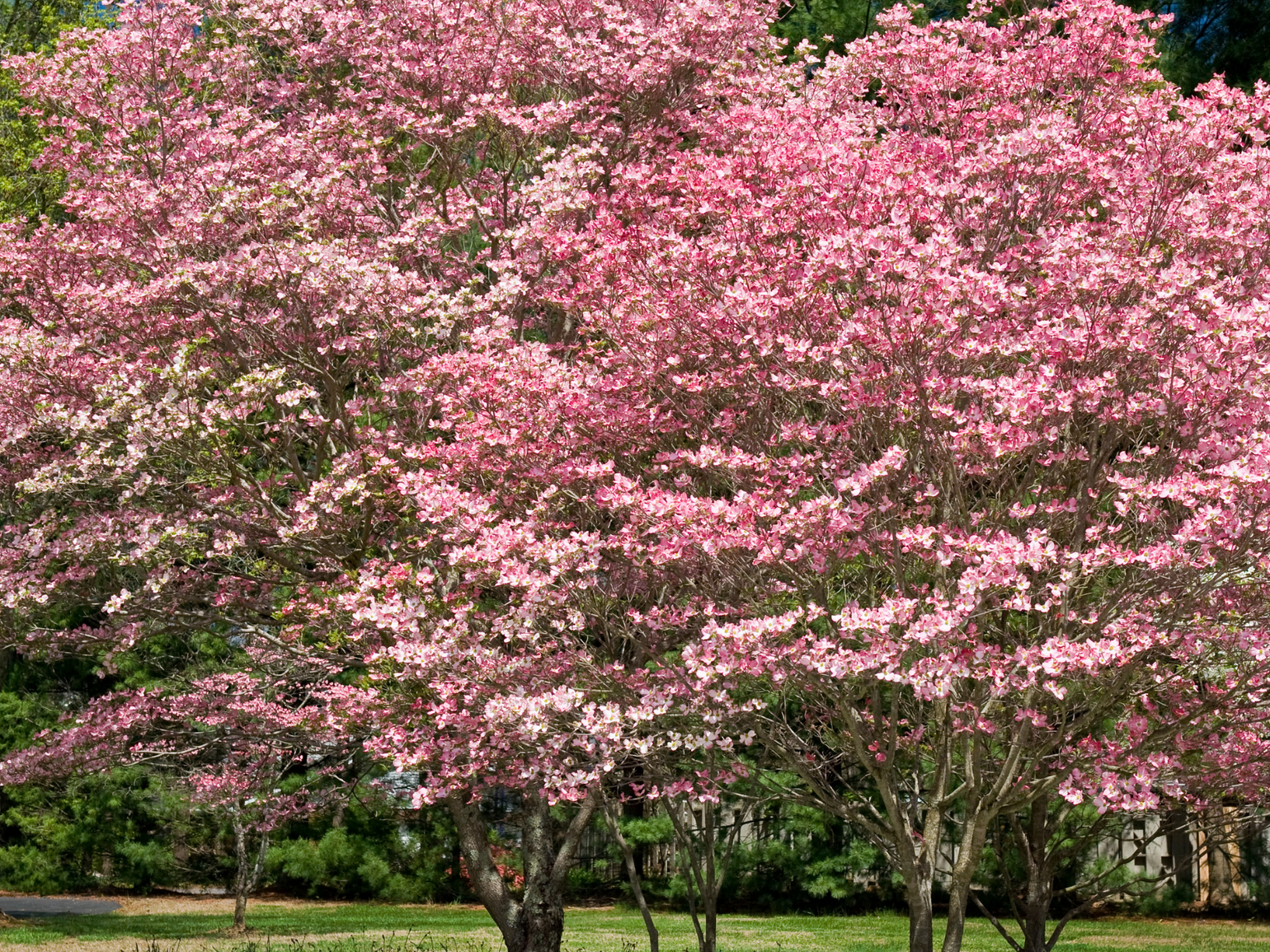 Pink Dogwood Care Guide: How to Grow This Flowering Ornamental Tree ...