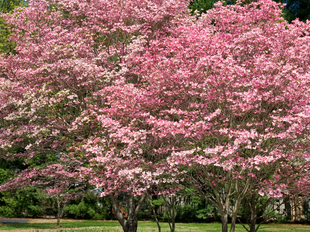 Pink Dogwood Care Guide: How to Grow This Flowering Ornamental Tree ...