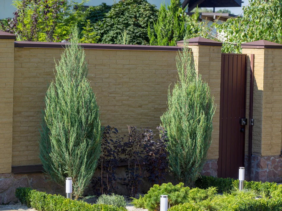 Skyrocket Juniper Care Guide: The Perfect Narrow, Vertical Evergreen ...