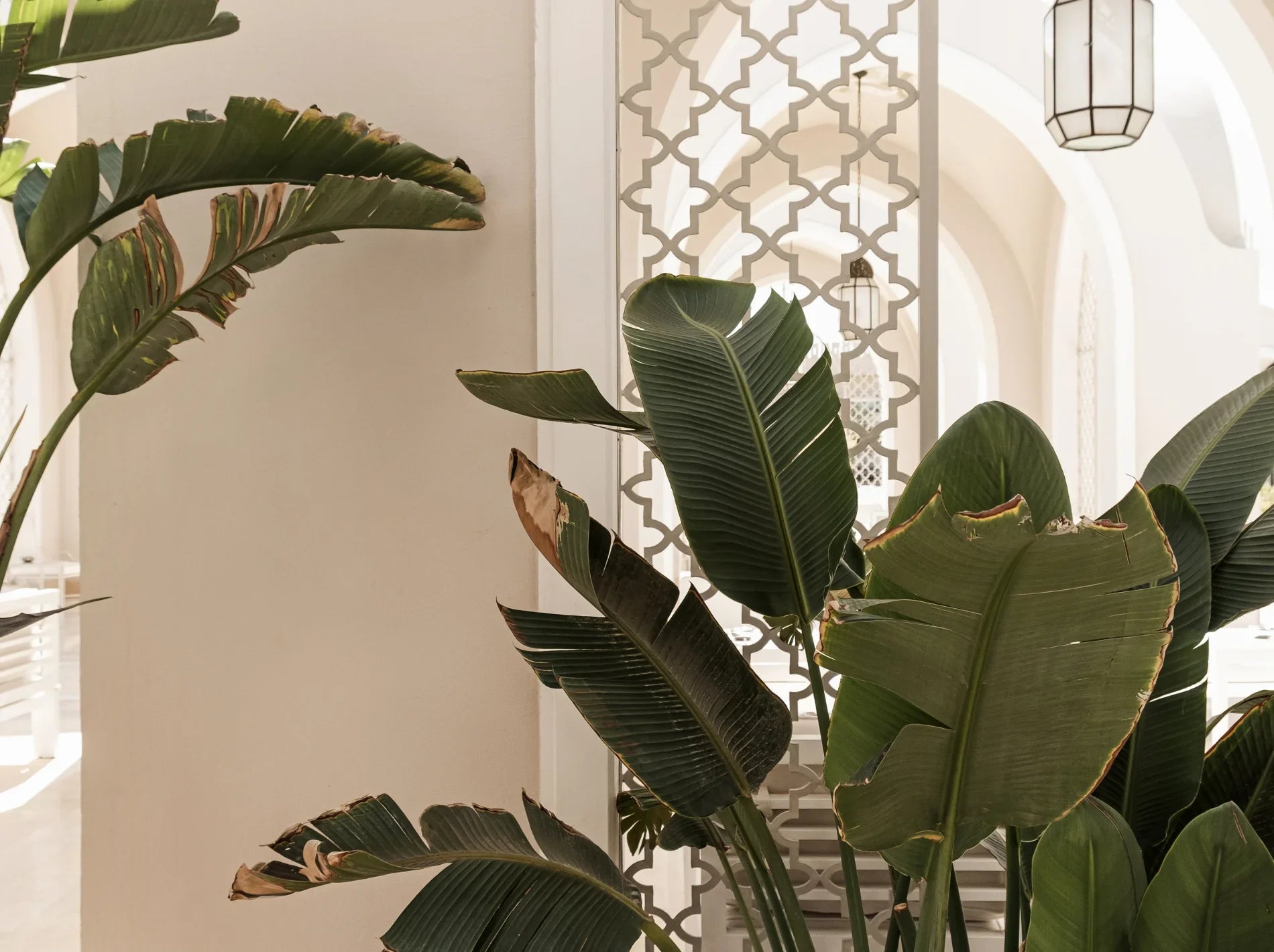 Spotting Cold Damage in Houseplants: Keeping Them Cozy – Simply Trees