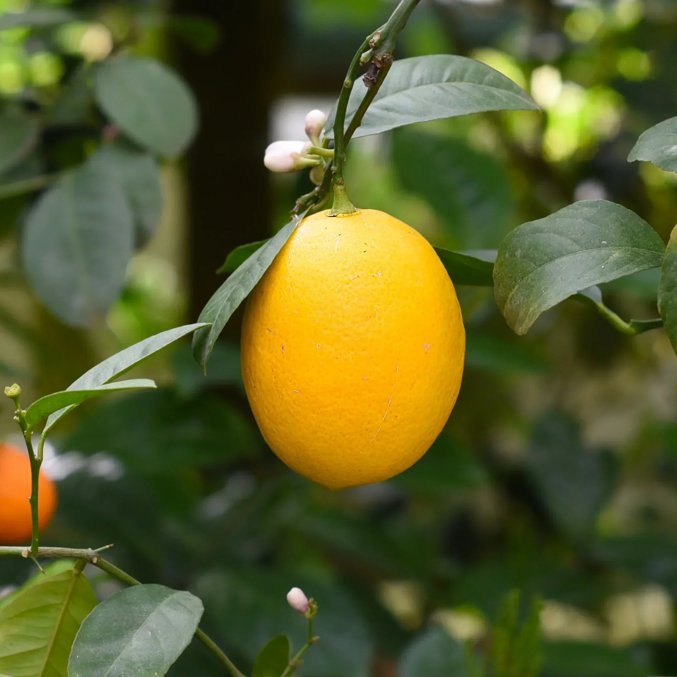Fruit Trees by Zone: Complete Guide for Zones 3–10 – Simply Trees