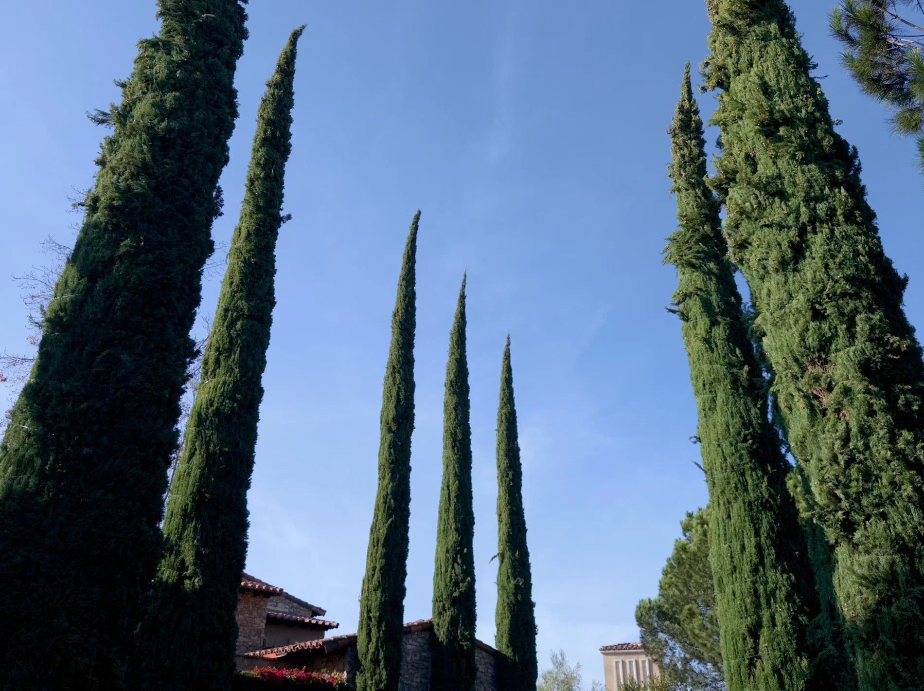 Italian Cypress: Expert Care Tips and FAQs for Stunning Growth – Simply ...