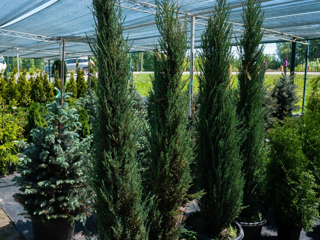 Plant Care Guides for Trees, Shrubs & Houseplants | Simply Trees – Tagged "junipers"