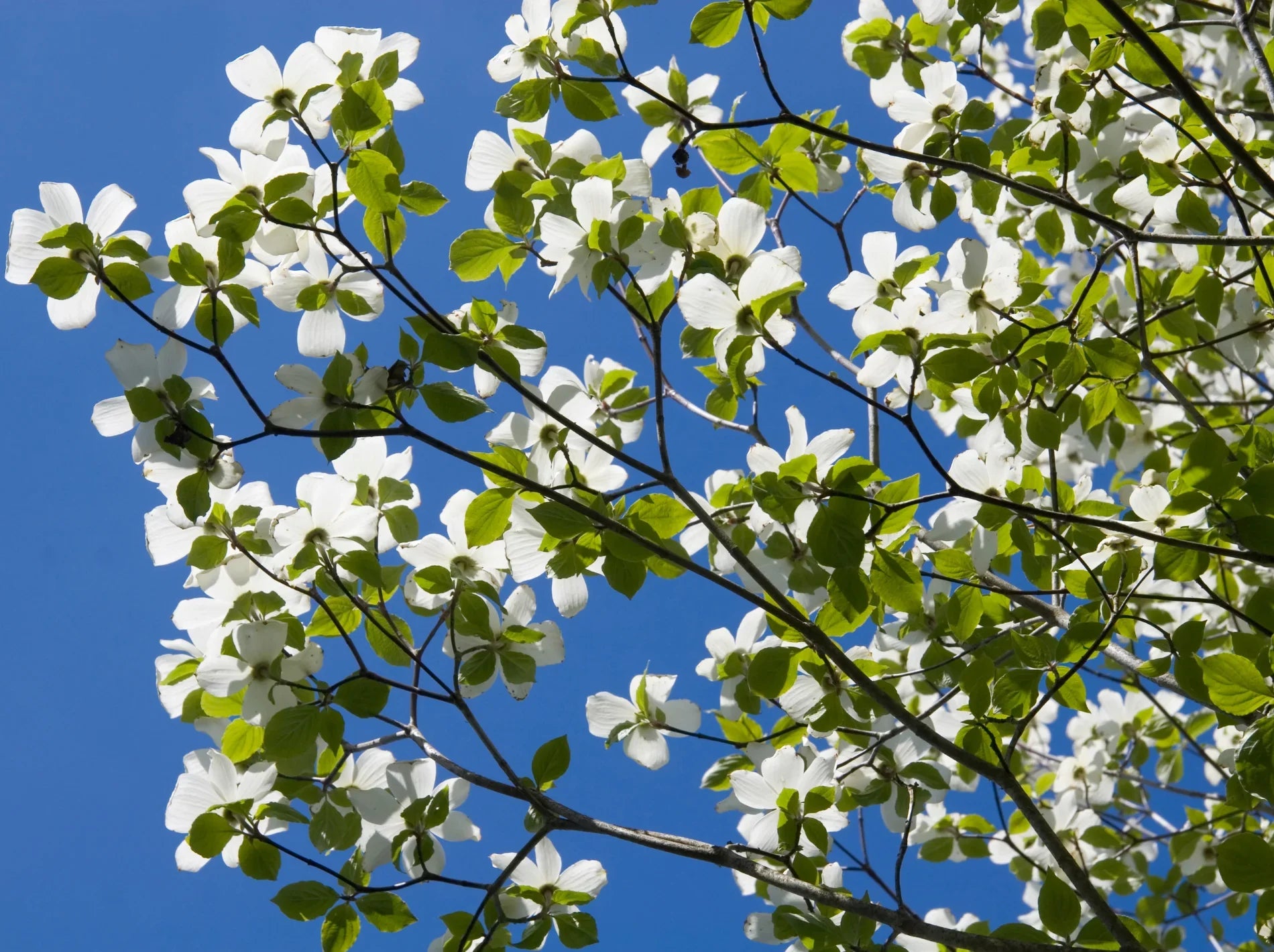 White Dogwood Care Guide: How to Grow This Classic Flowering Tree ...