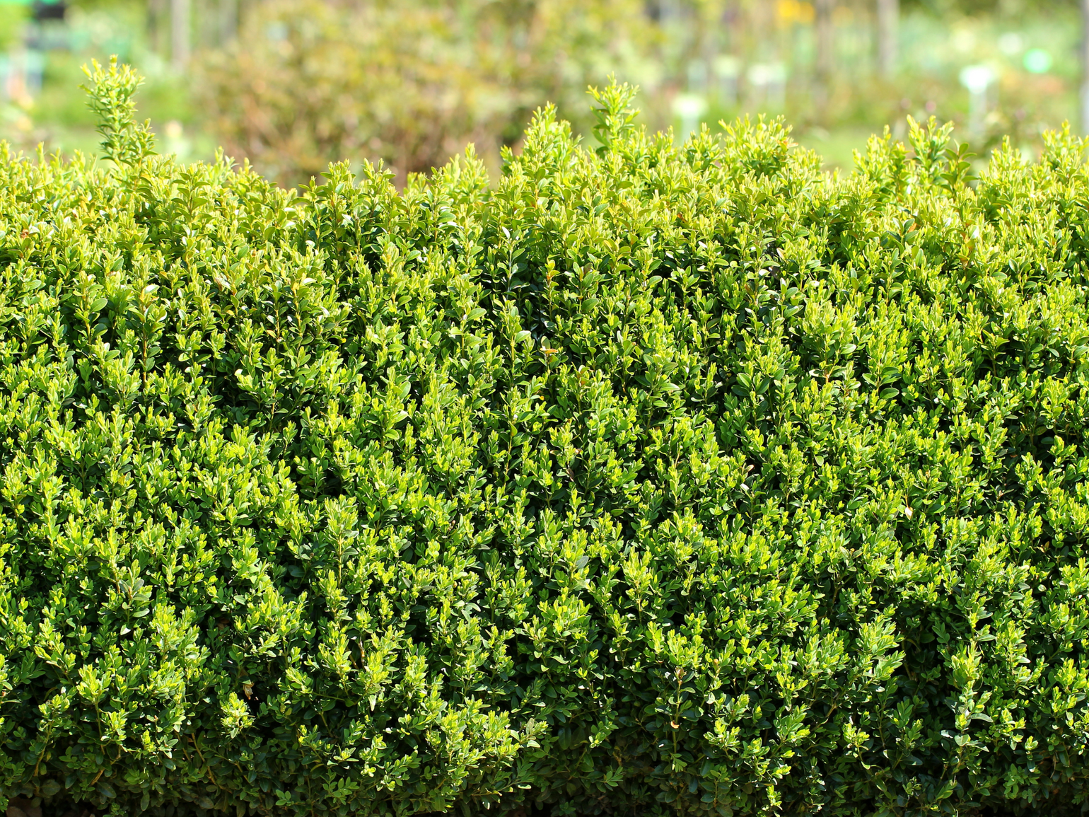 Wintergreen Boxwood Care Guide: How to Grow a Classic, Hardy Evergreen ...