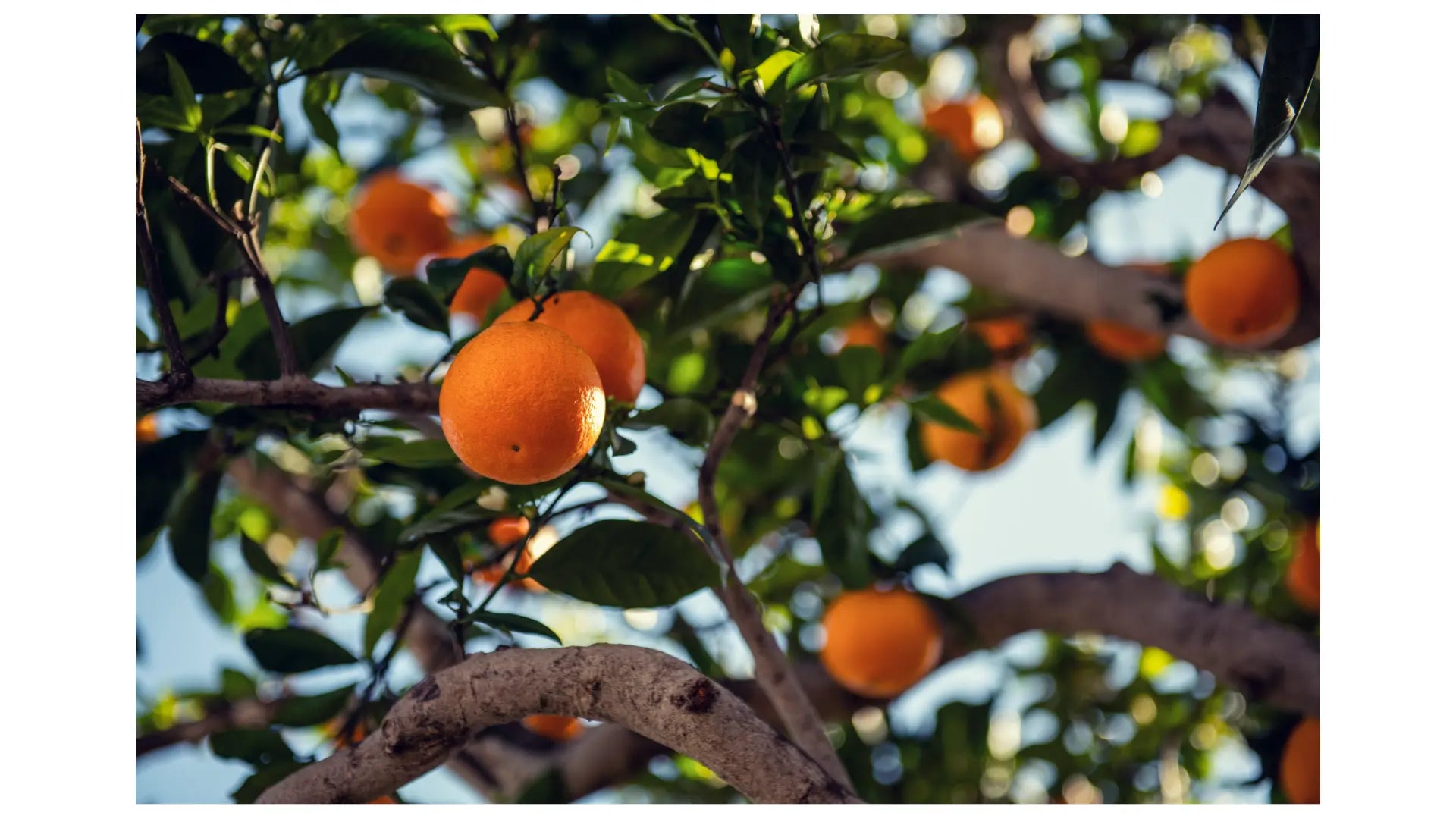 Small Fruit Trees for Yards, Patios & Containers – Simply Trees