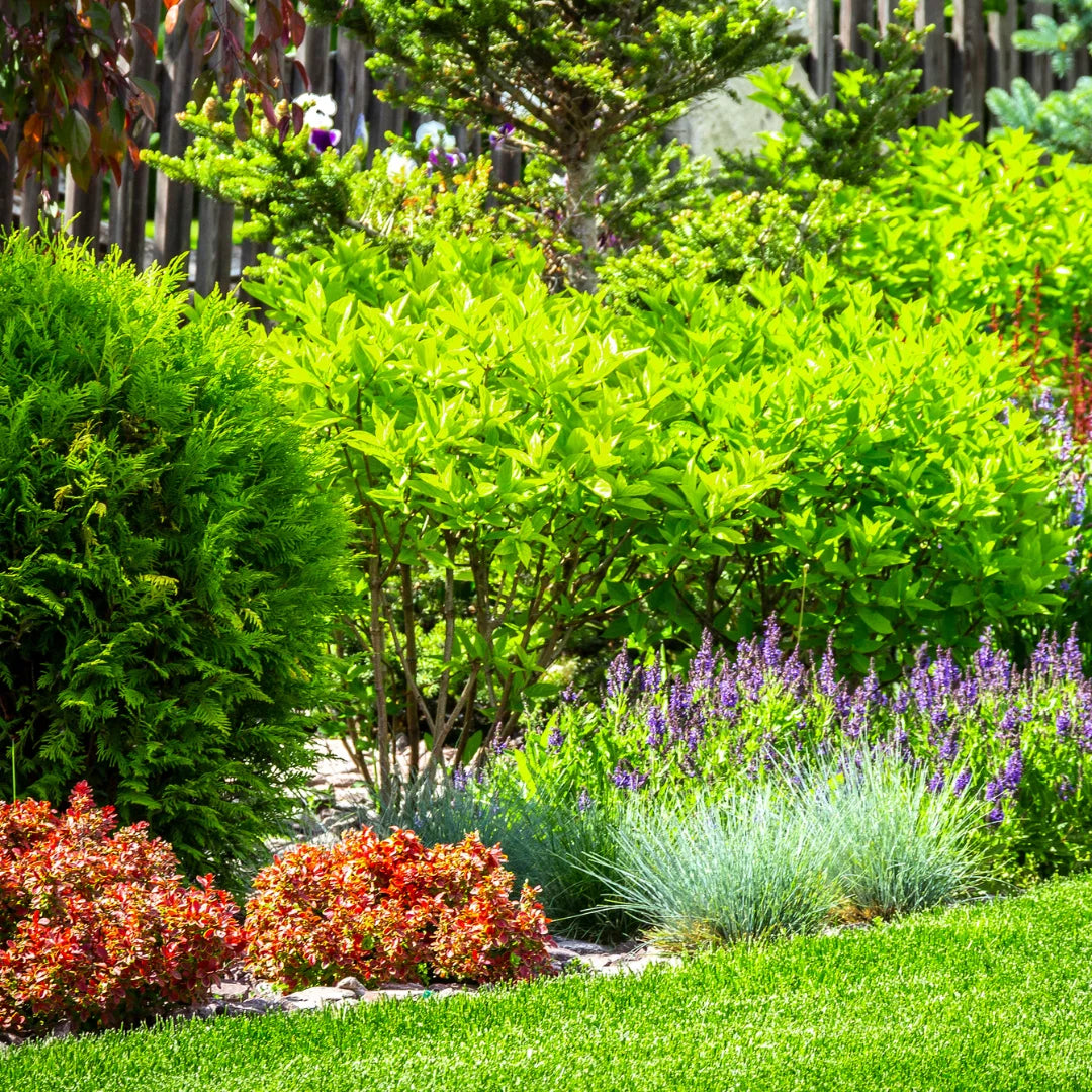 Outdoor Plants for Every Space | Trees, Shrubs & Perennials – Simply Trees