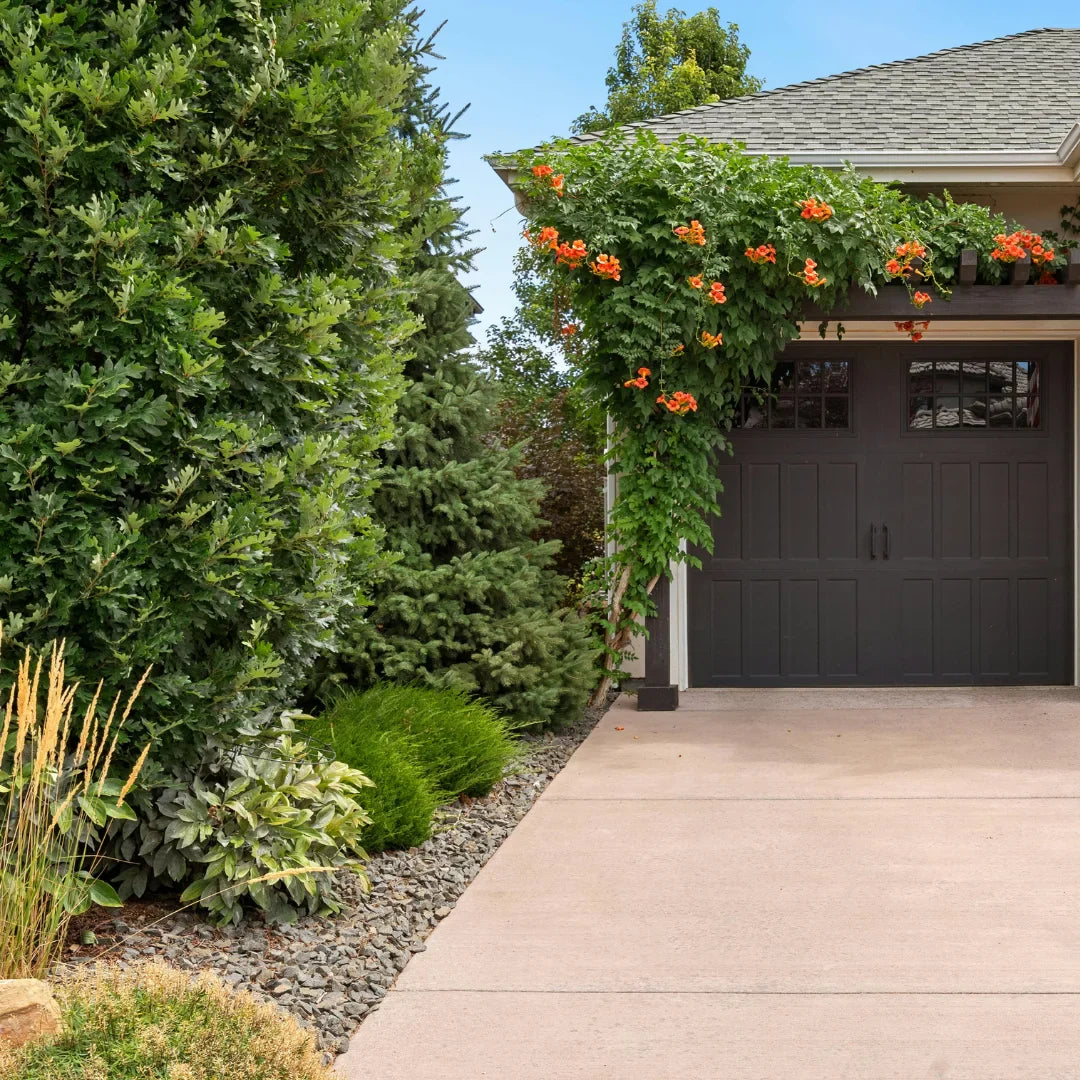 Customer Favorites | Top-Rated Trees and Plants – Simply Trees