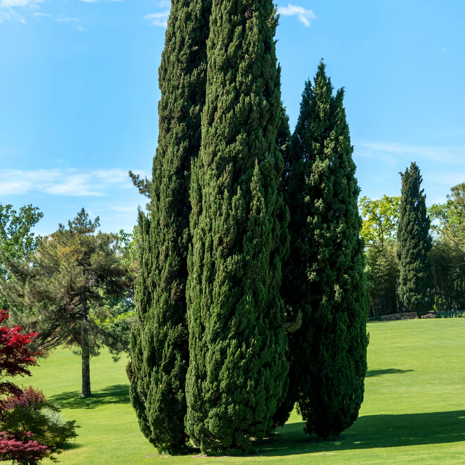 Evergreen Trees | Buy Premium Evergreen Trees Online - Junipers ...