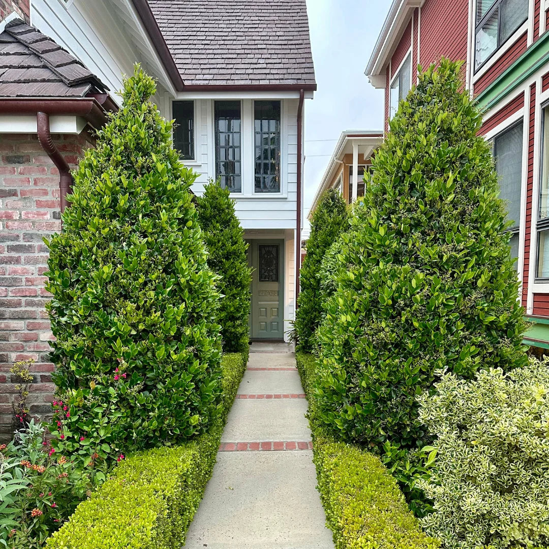 Small Evergreens: Ideal for Small Yards – Simply Trees