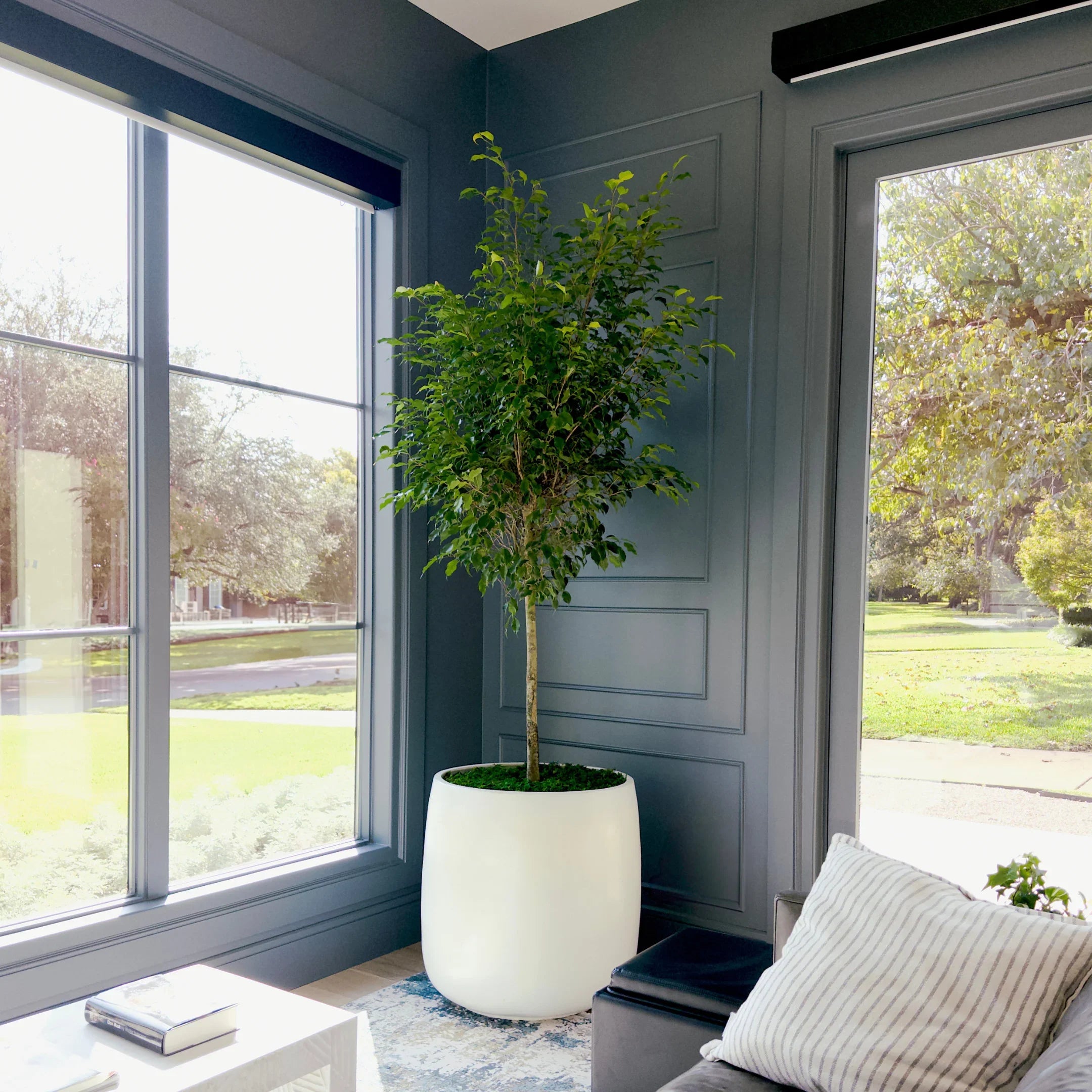 Shop Extra Large House Plants | 6-7 Ft Tall Indoor Plants – Simply Trees