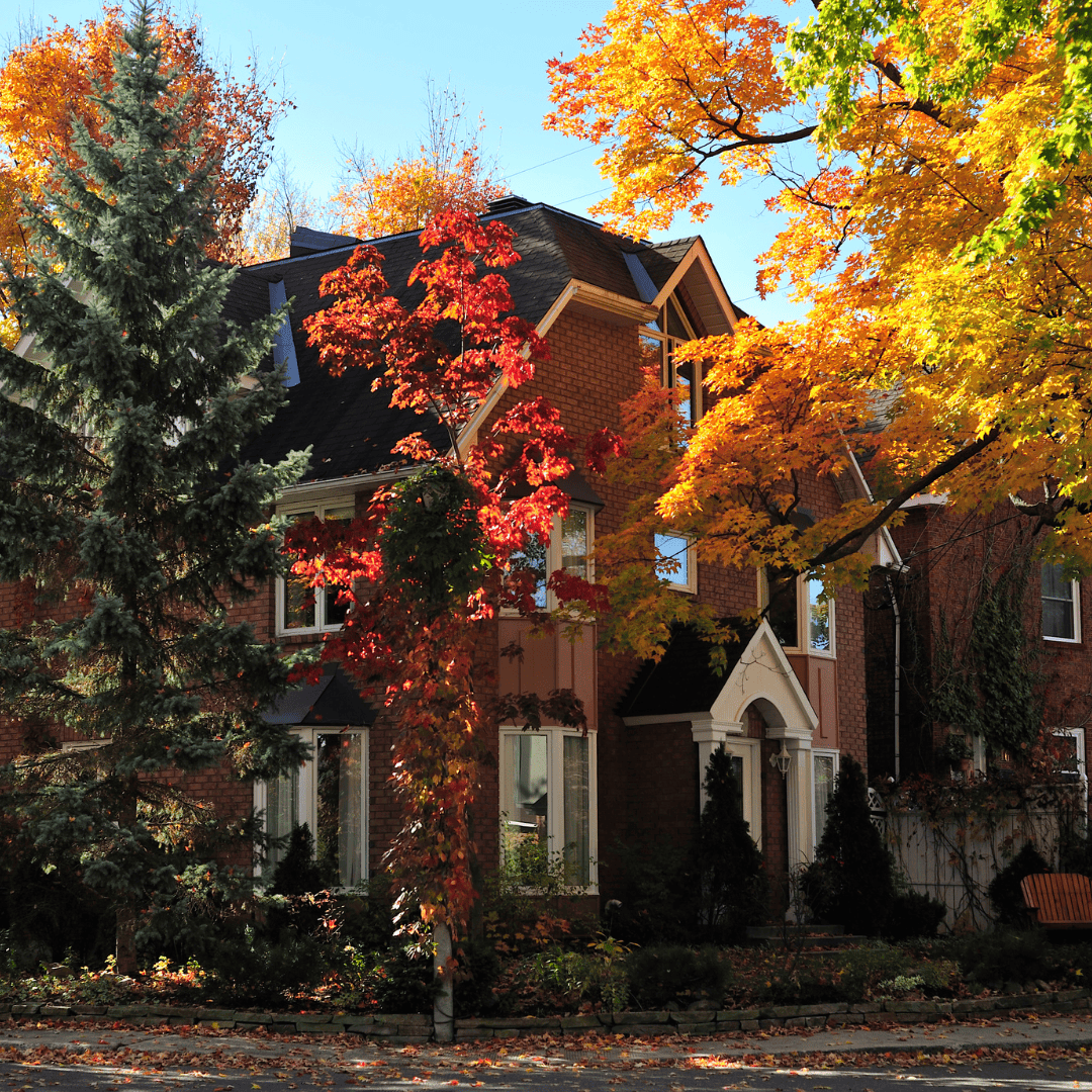 Fall Trees & Shrubs for Planting | Simply Trees Fall Favorites – Page 2