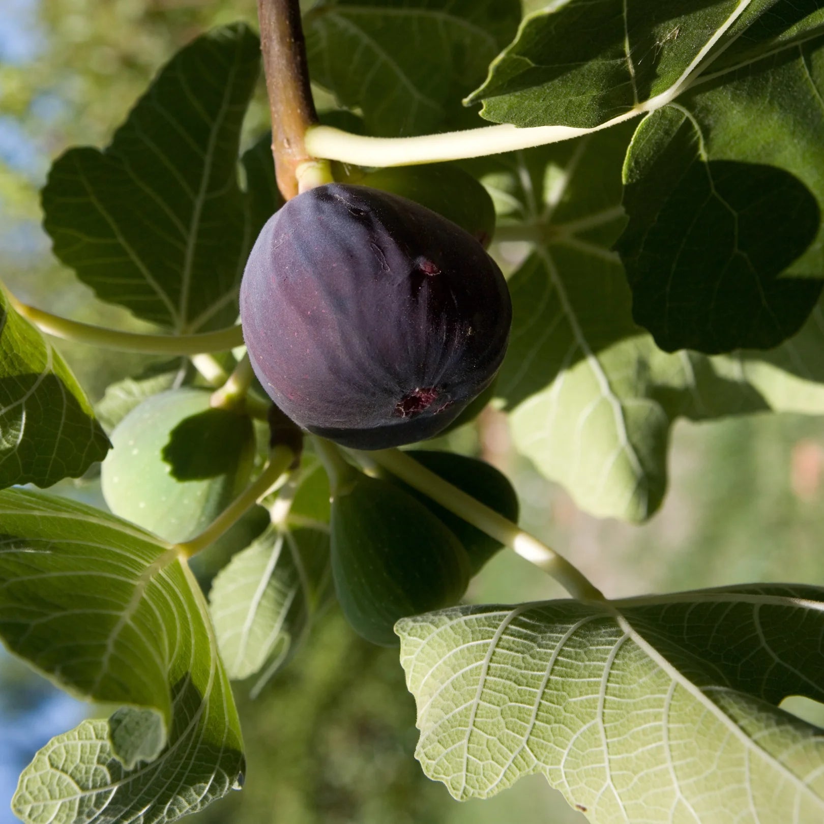 Fig Trees | Get Fig Trees Delivered – Simply Trees