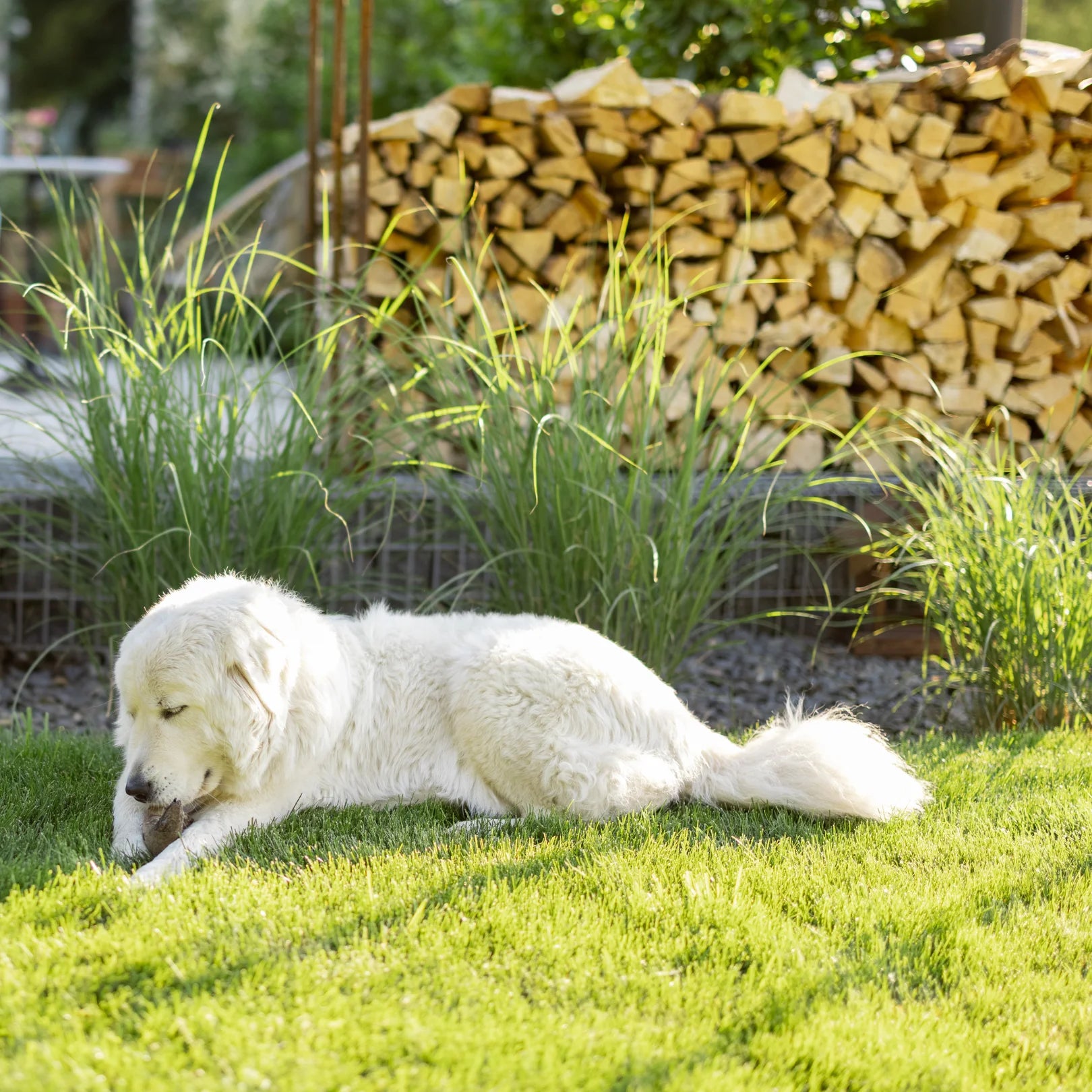 Pet Friendly Outdoor Plants – Page 2 – Simply Trees