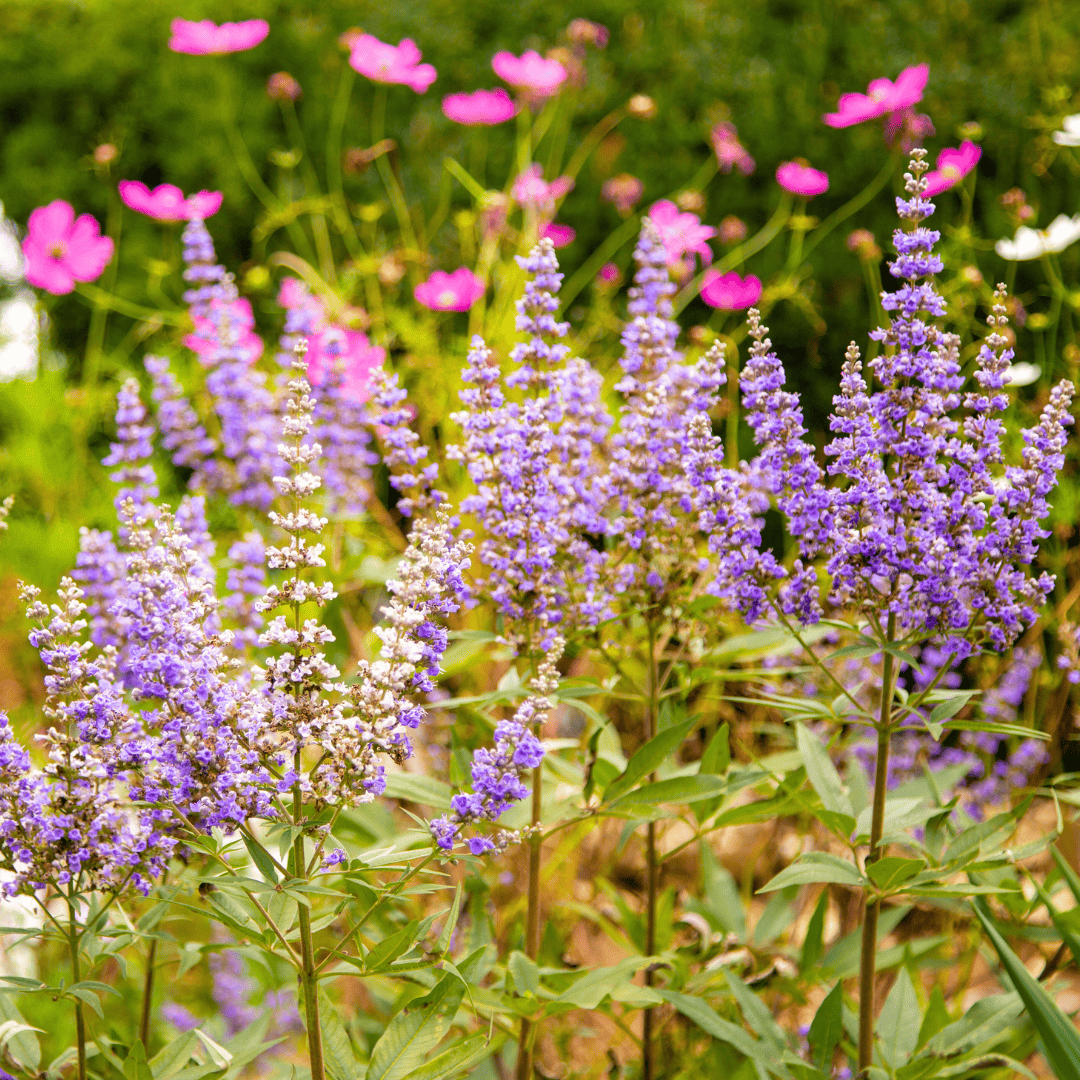 Texas Native & Drought-Tolerant Plants for Your Landscape – Simply Trees