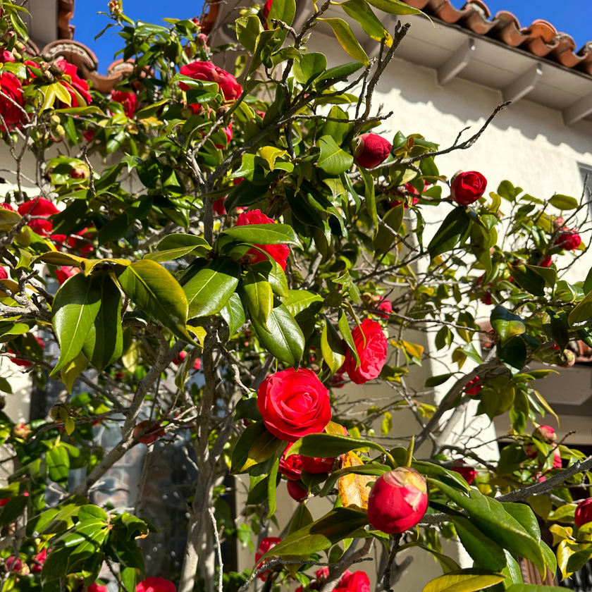 Best Online Store to Buy Plants & Trees – Simply Trees