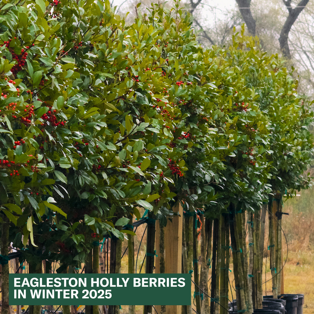 Eagleston Patio Holly | Compact Evergreen Patio Tree with Red Berries ...