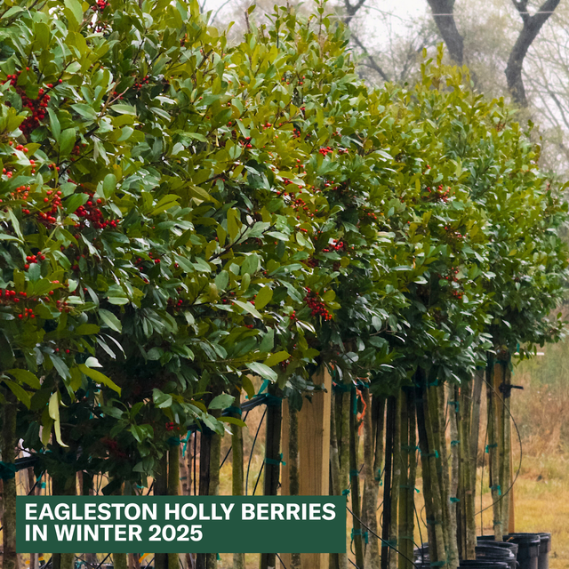 Eagleston Patio Holly | Compact Evergreen Patio Tree with Red Berries ...