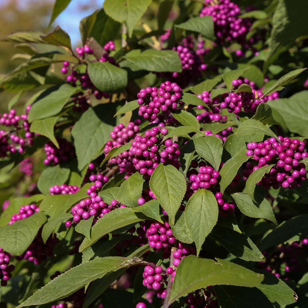 American Beautyberry Plant Hayefield